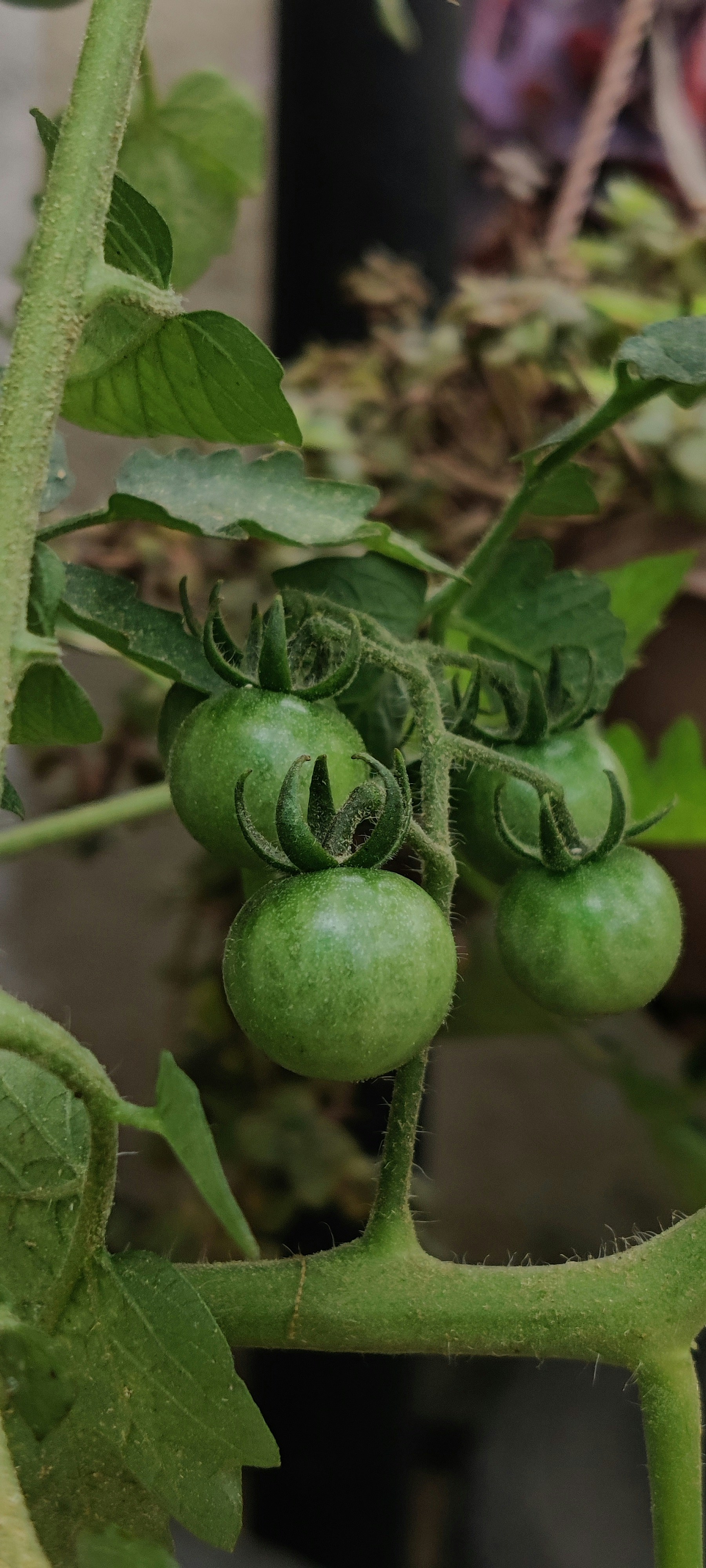 Green Tomato Trio: Quiet Ripening on a Sunlit Stem