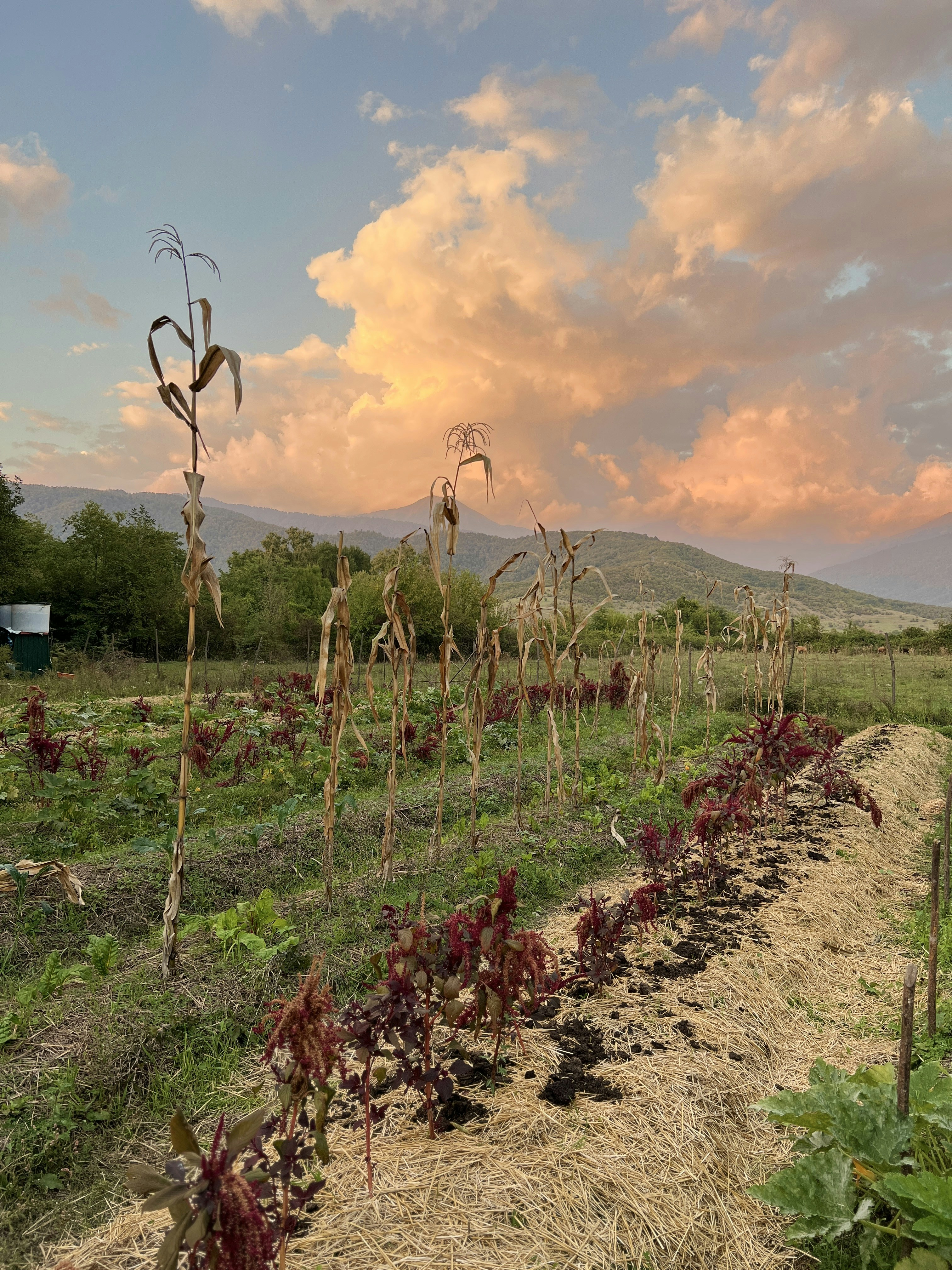 A field of plants with a few wind turbines in the distance photo – Free ...