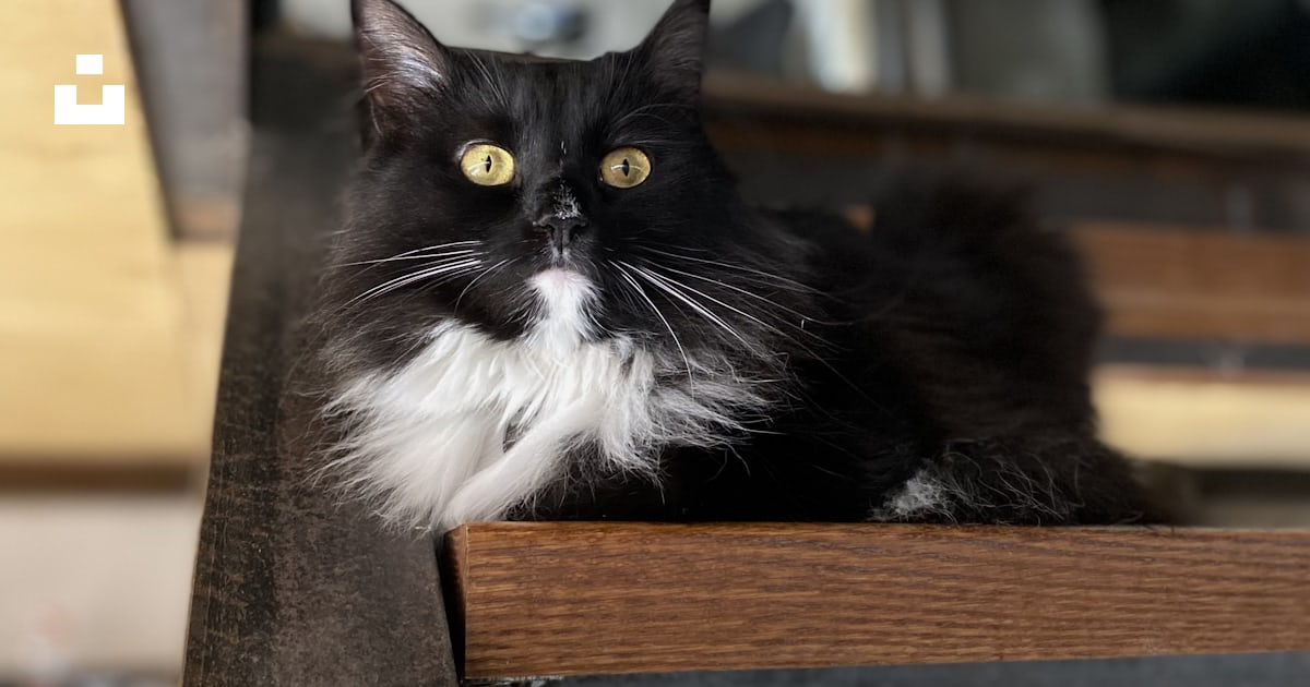 窓枠に座っている黒と白の猫の写真 Unsplashの無料イバノフランコフスク写真