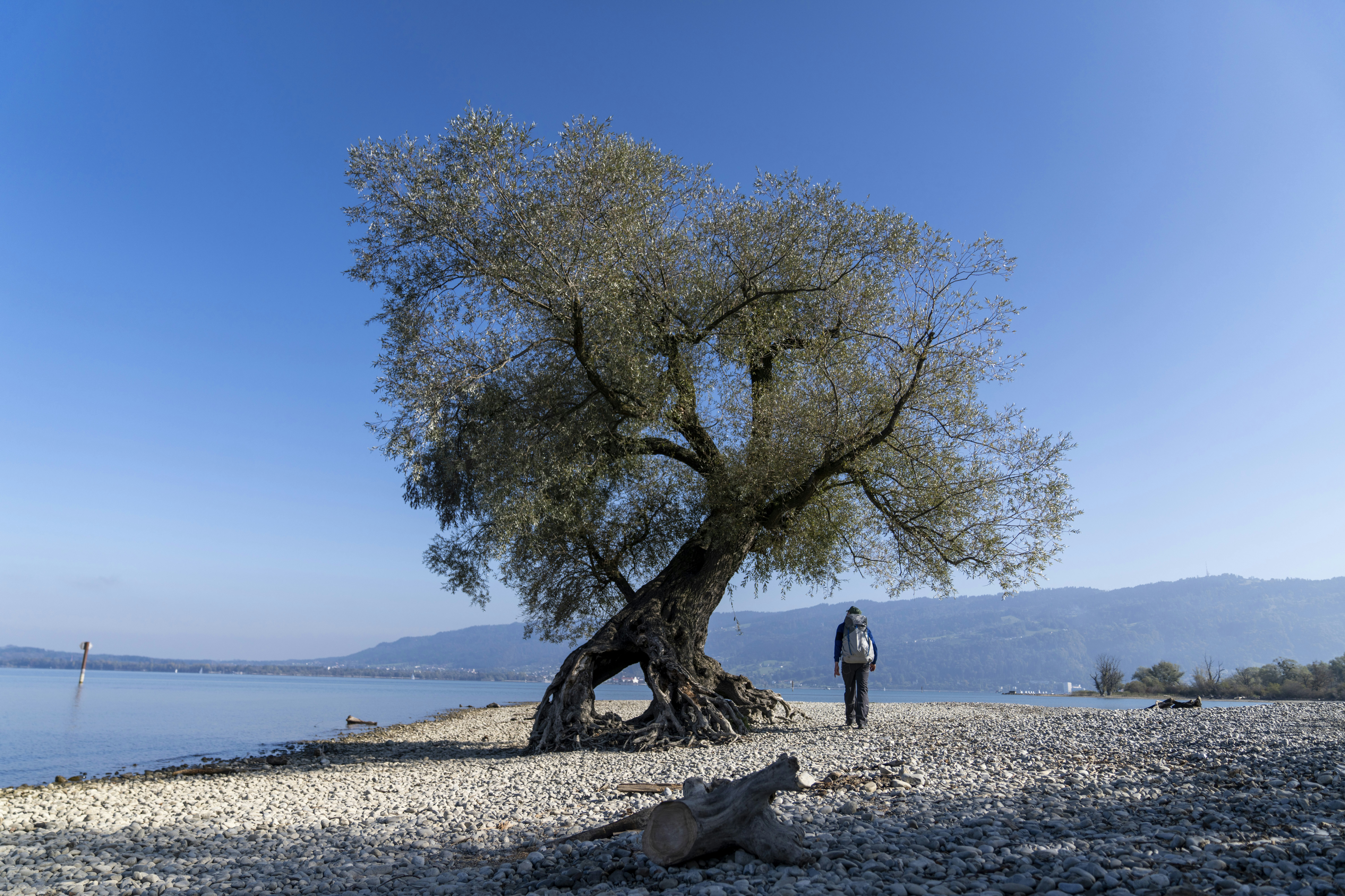 Gnarled Anchor: A lone olive tree by a tranquil lakeshore
