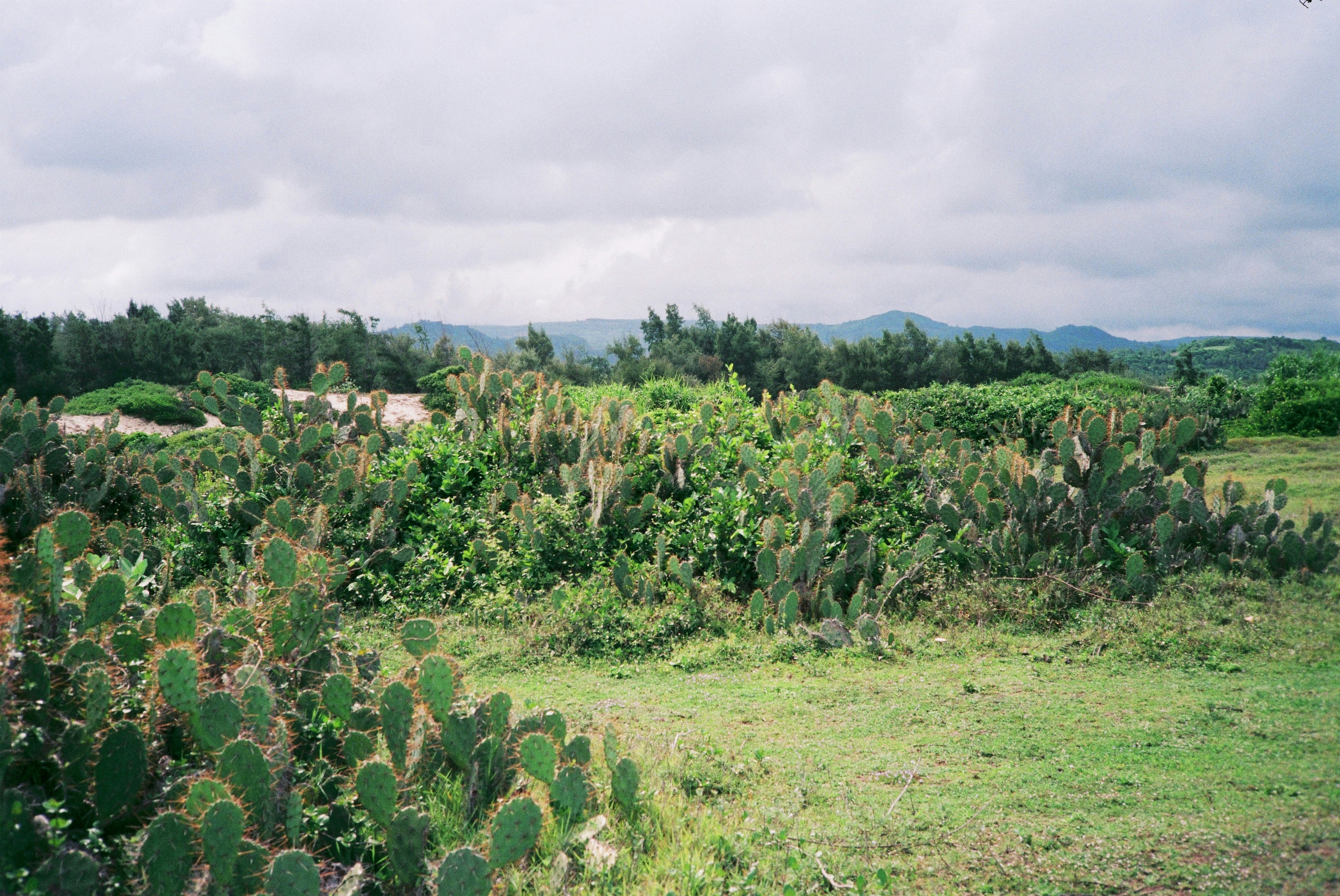 A field of plants photo – Free Phú yên Image on Unsplash