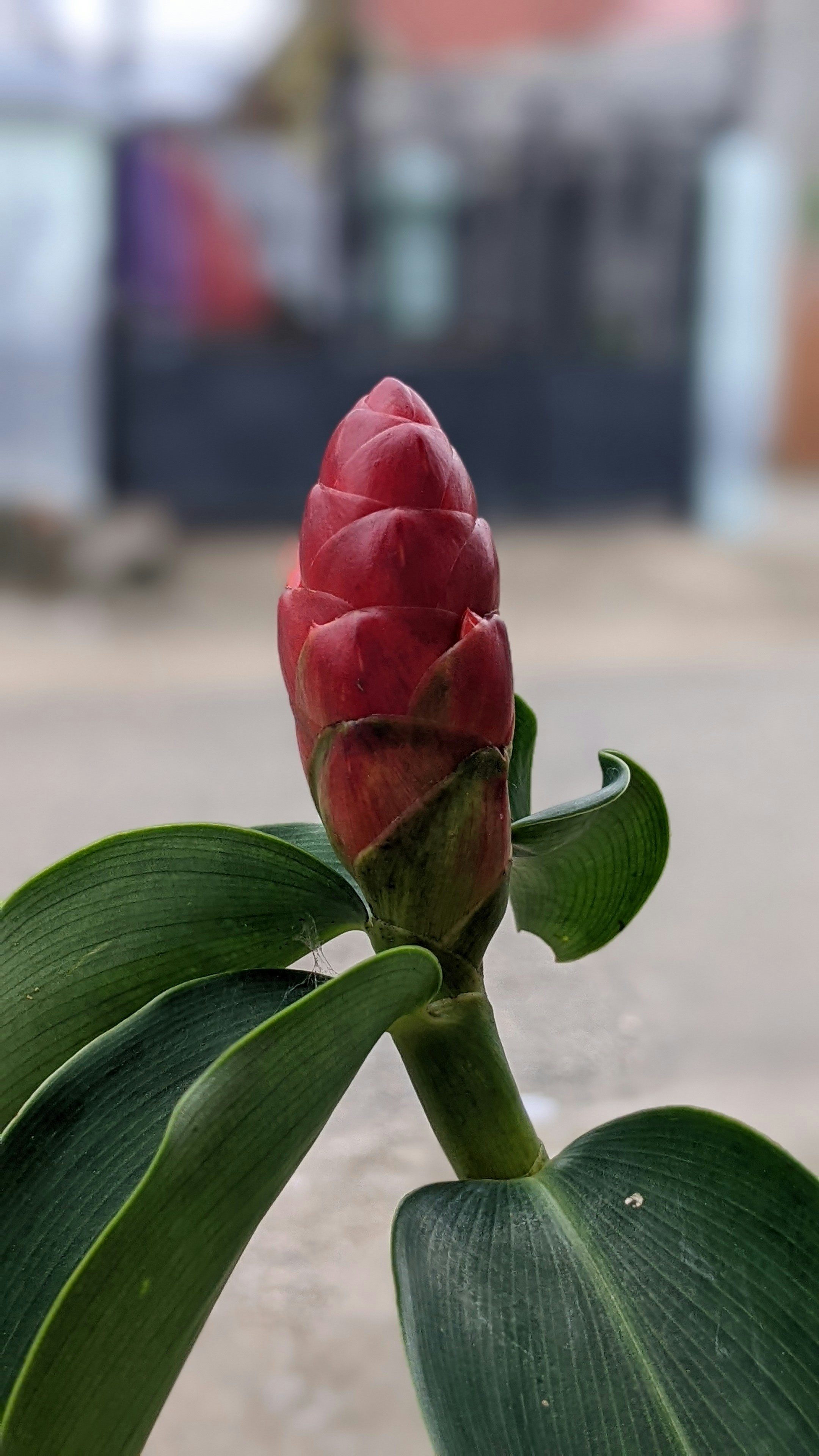 Torch Ginger Bud in Sharp Focus Against a Soft Urban Backdrop