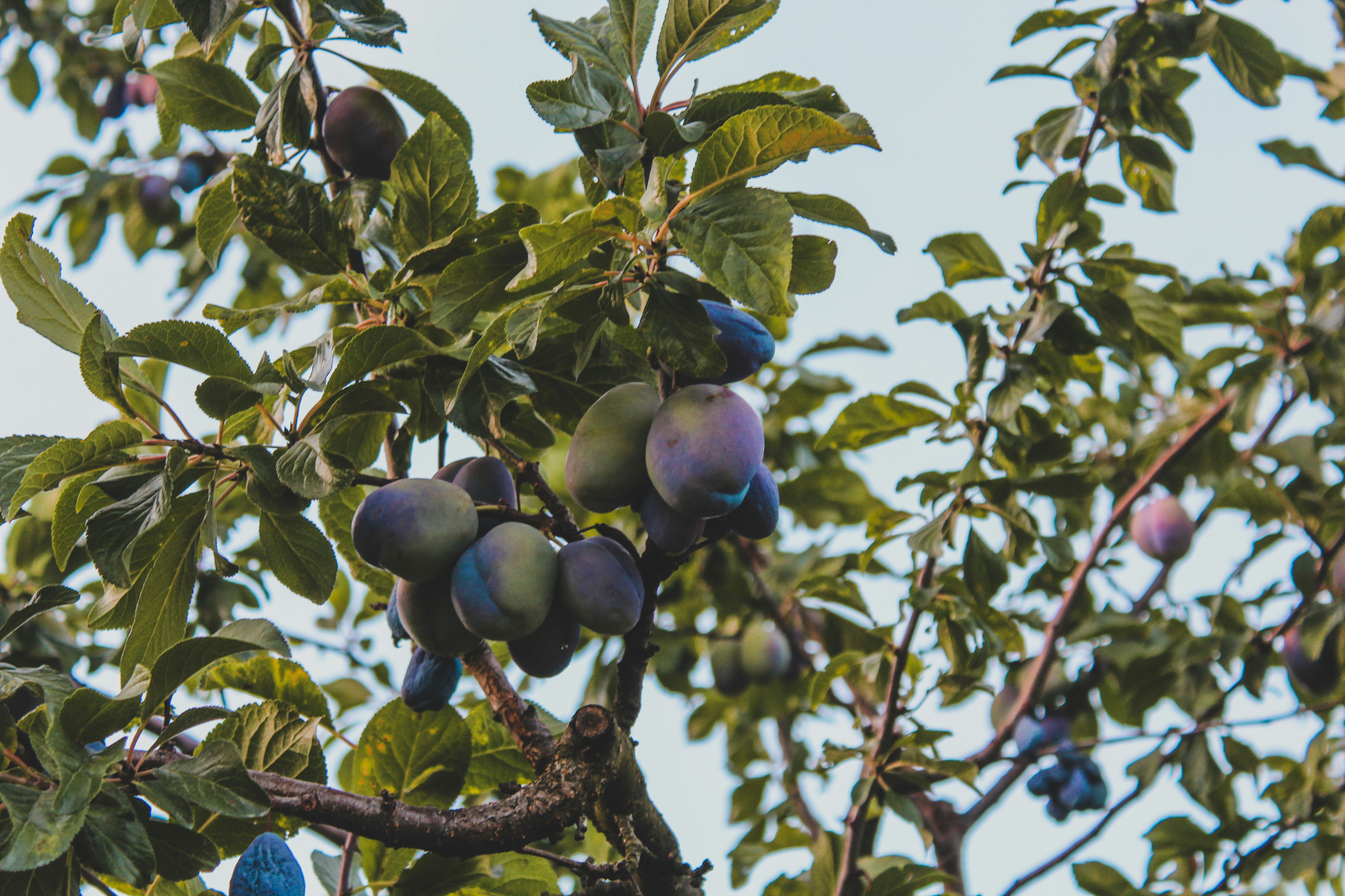 Un arbre avec des fruits dessus photo – Photo Roumanie Gratuite sur ...