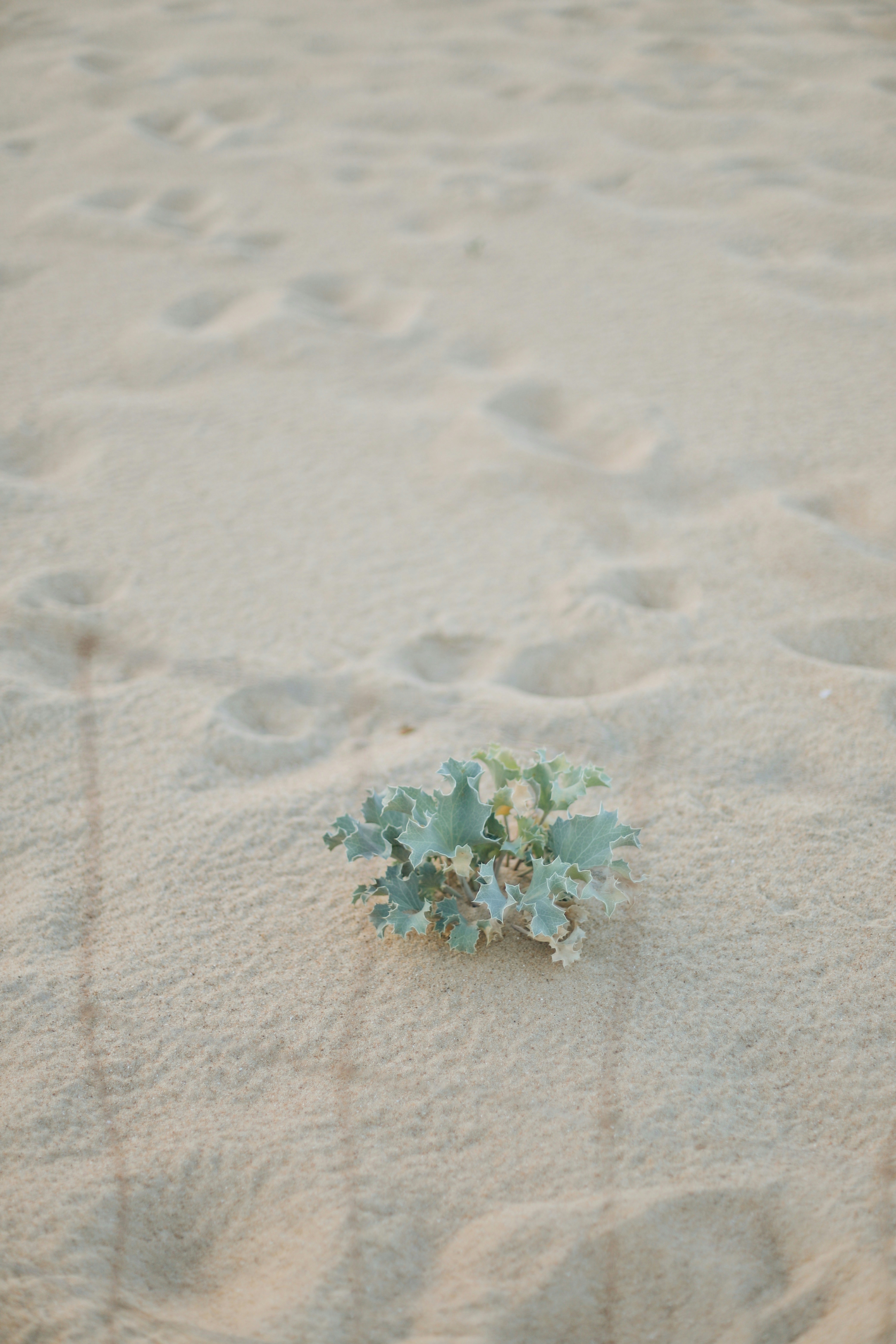 Emerald Sprout on Desert Dust