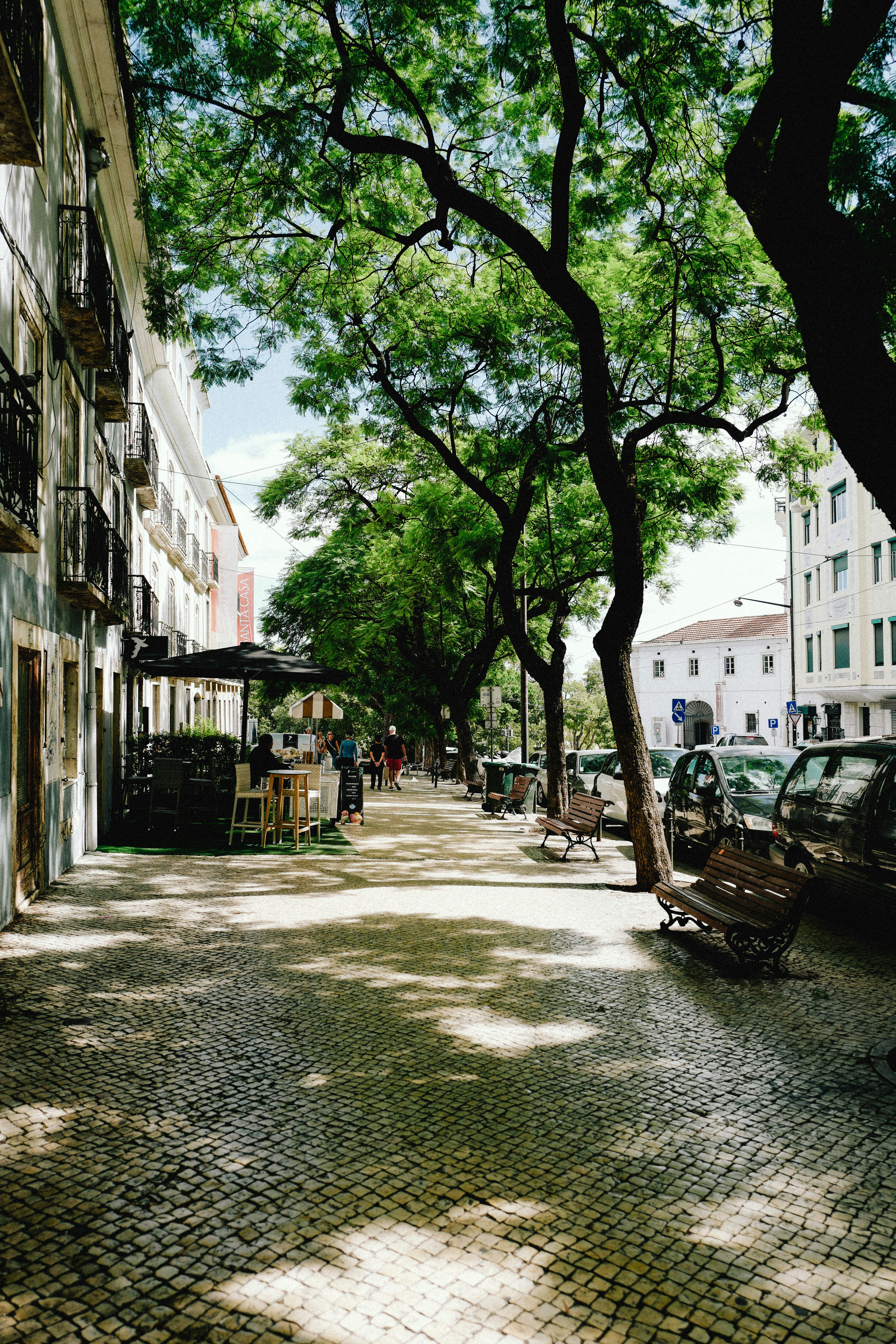 Shade and Cobblestones: A Tree-Lined City Walk