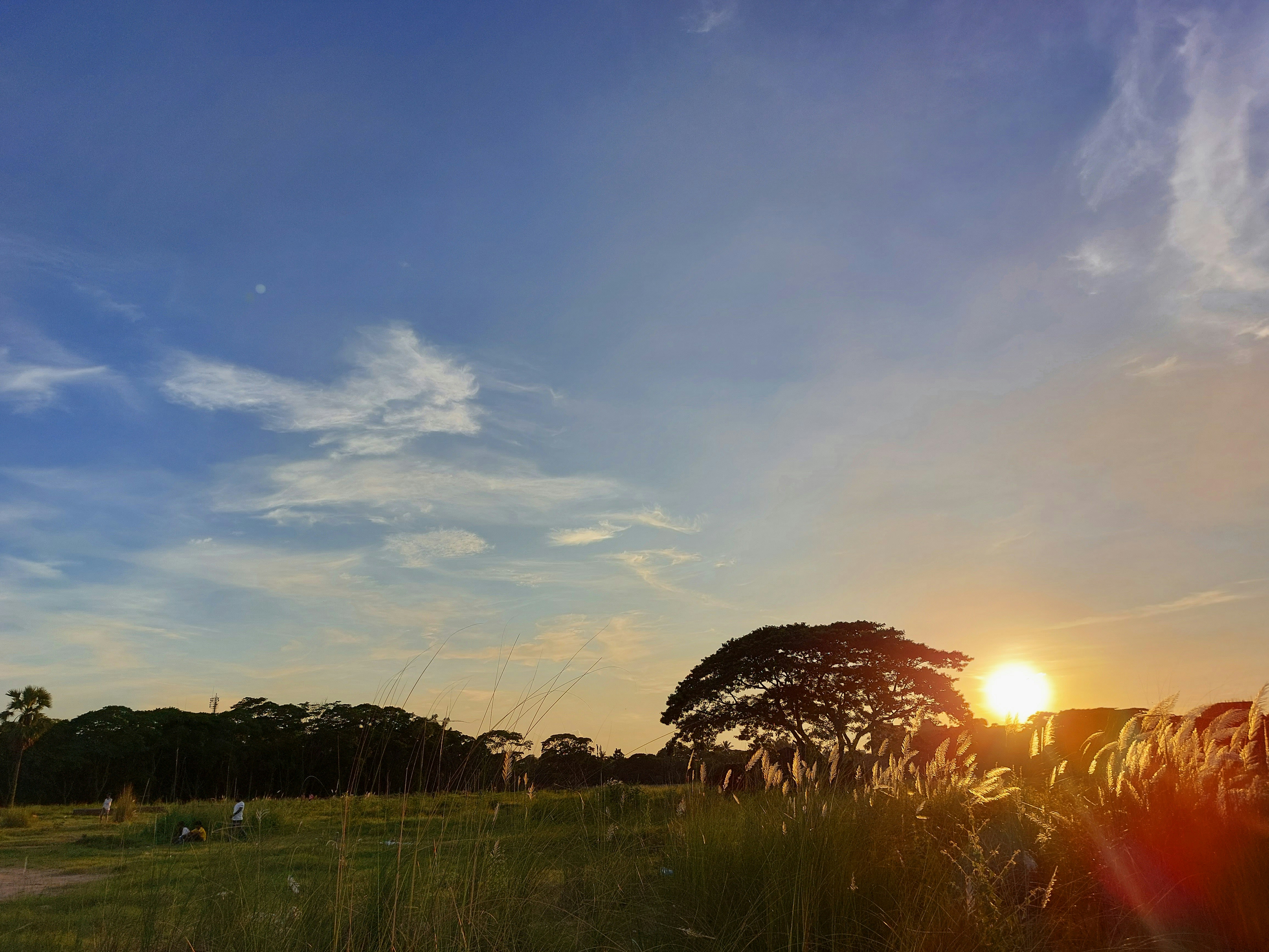 Vibrant sunset illuminating a serene landscape with tall grass and a lone tree silhouetted against the colorful sky.