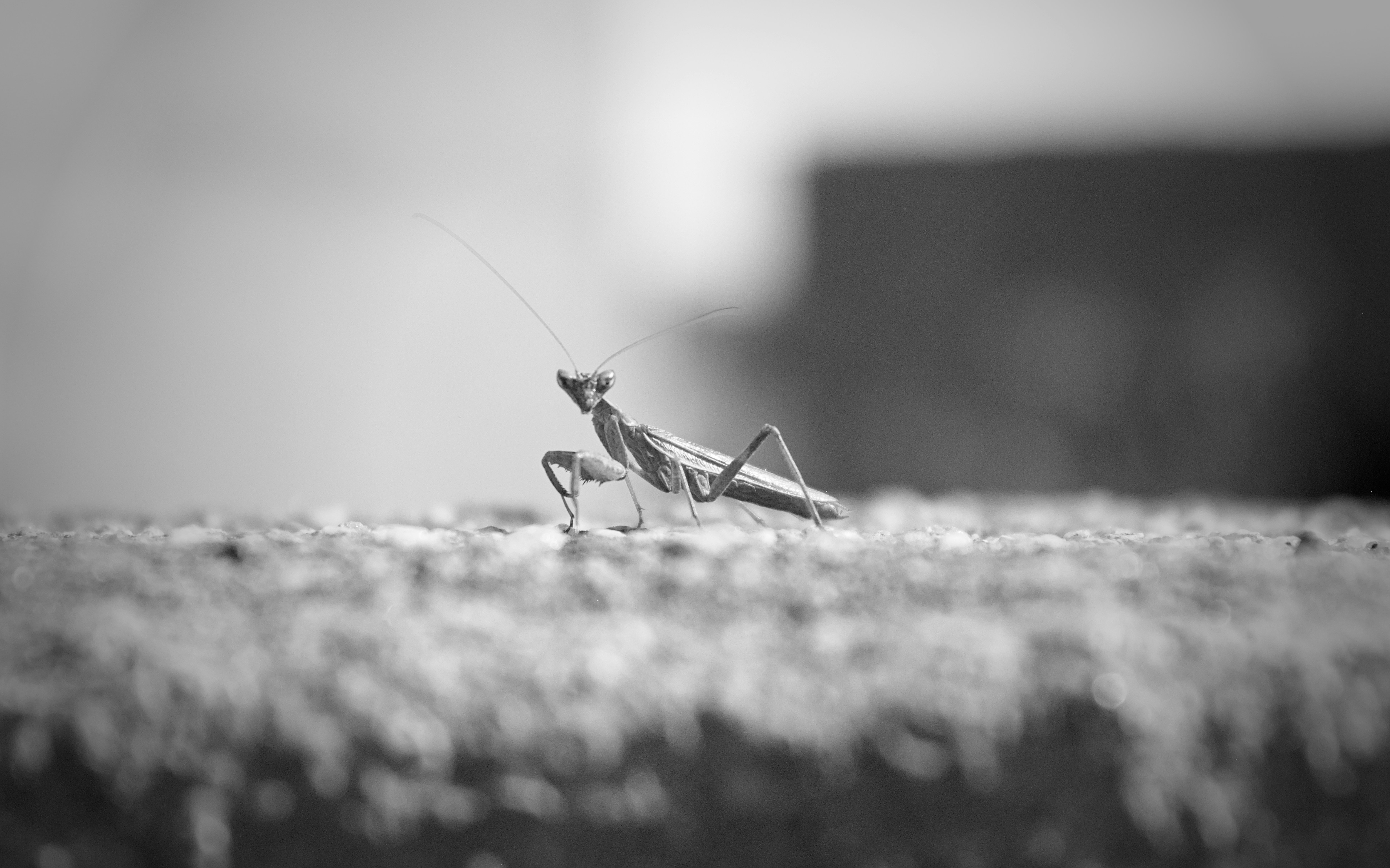 a bug on a surface