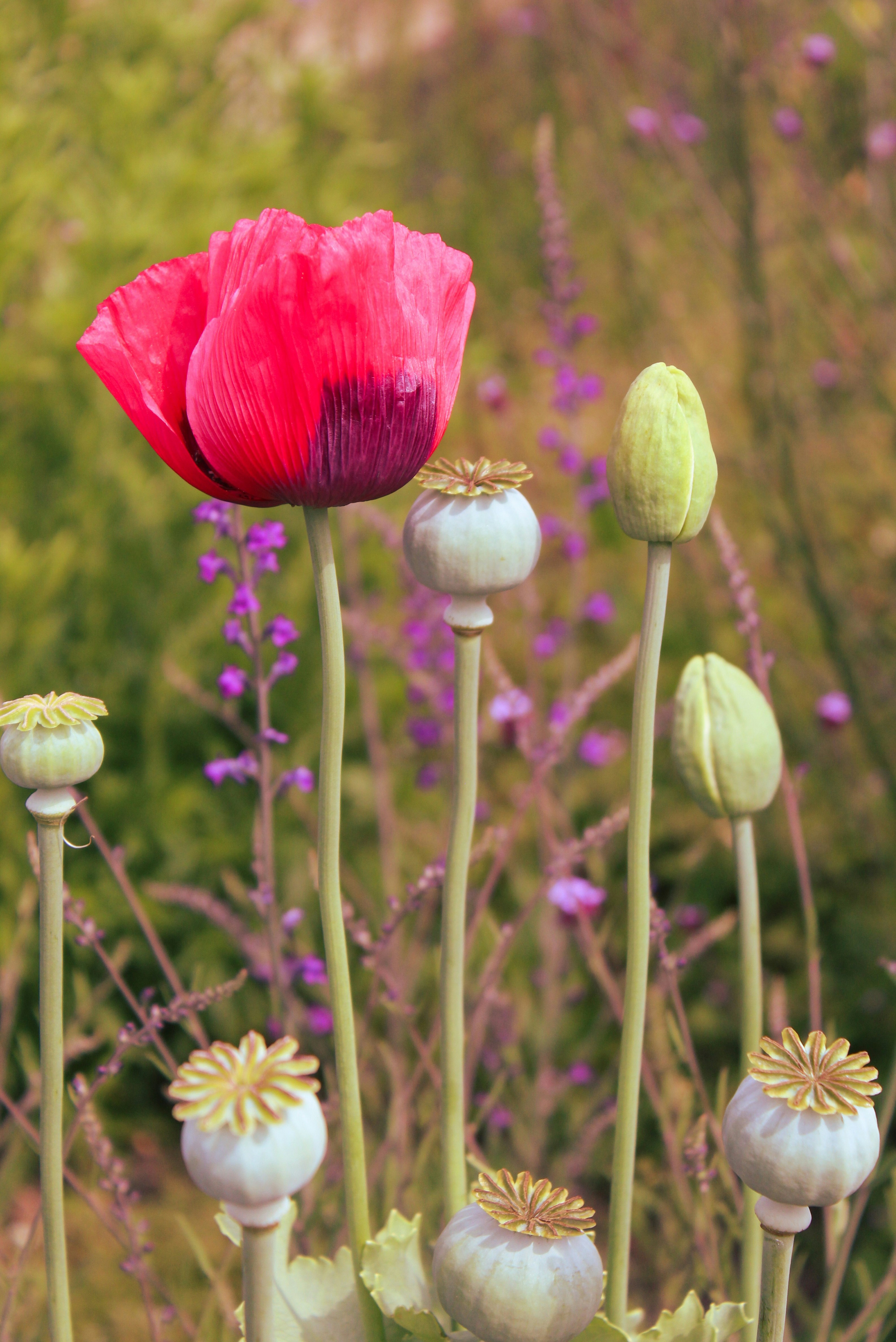 Gros plan d’une fleur photo – Photo Plante Gratuite sur Unsplash