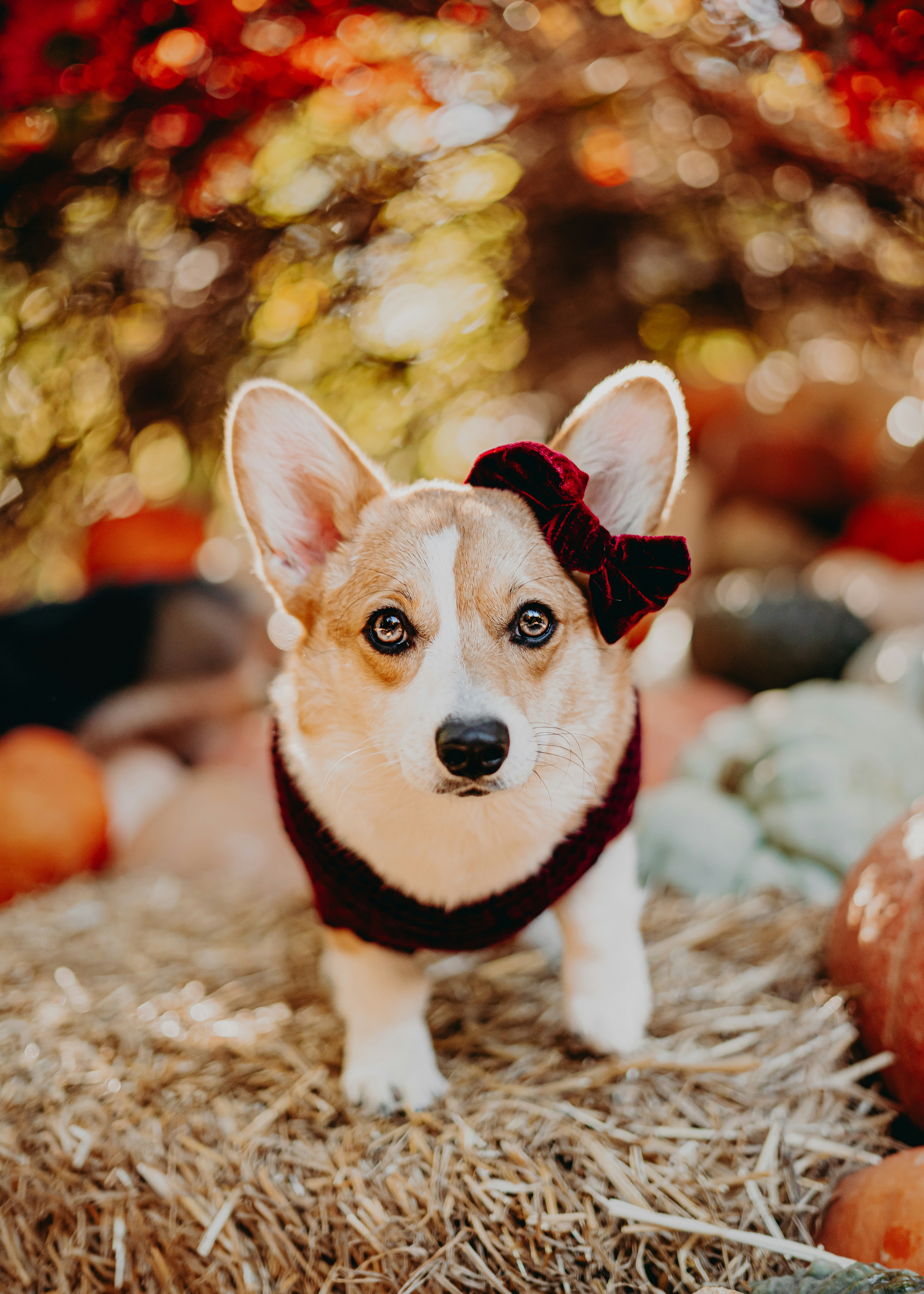Autumn Spotlight: The Corgi in Velvet Red Amid Pumpkin Light