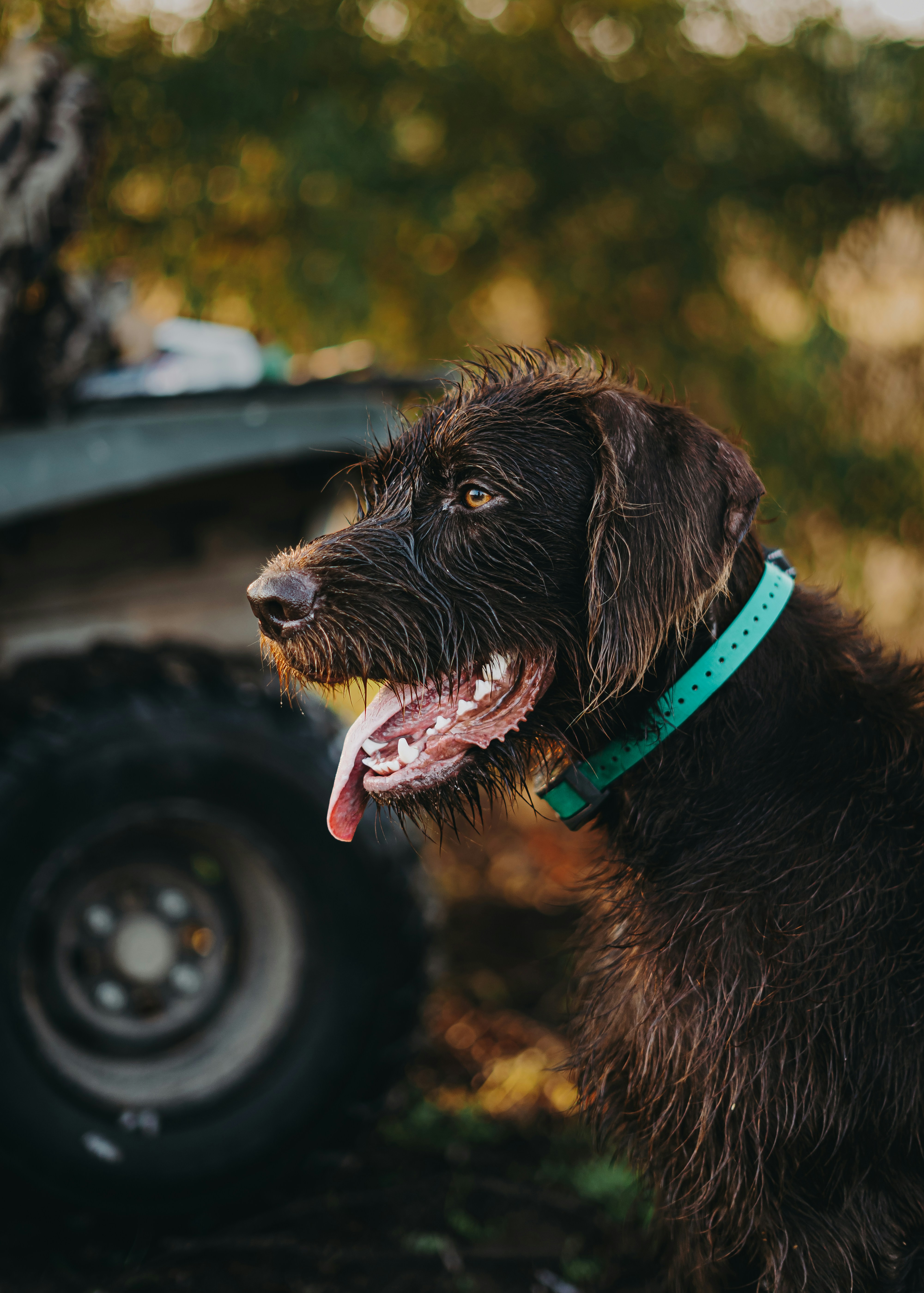 Teal Collar in Golden Hour: A Scruffy Hound's Joy