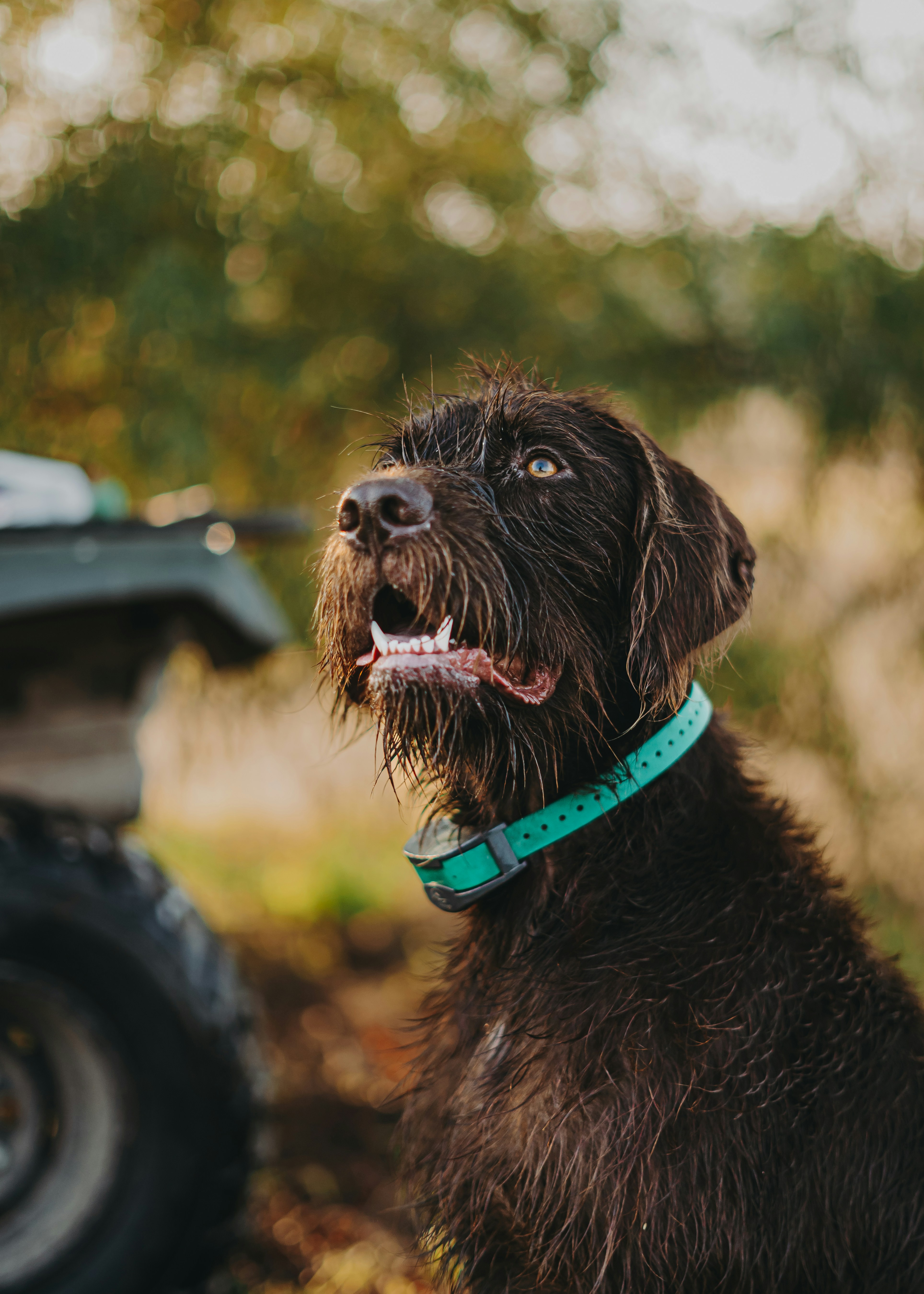Wet brown dog with a green collar gazing upward, surrounded by a blurred natural backdrop and an all-terrain vehicle.