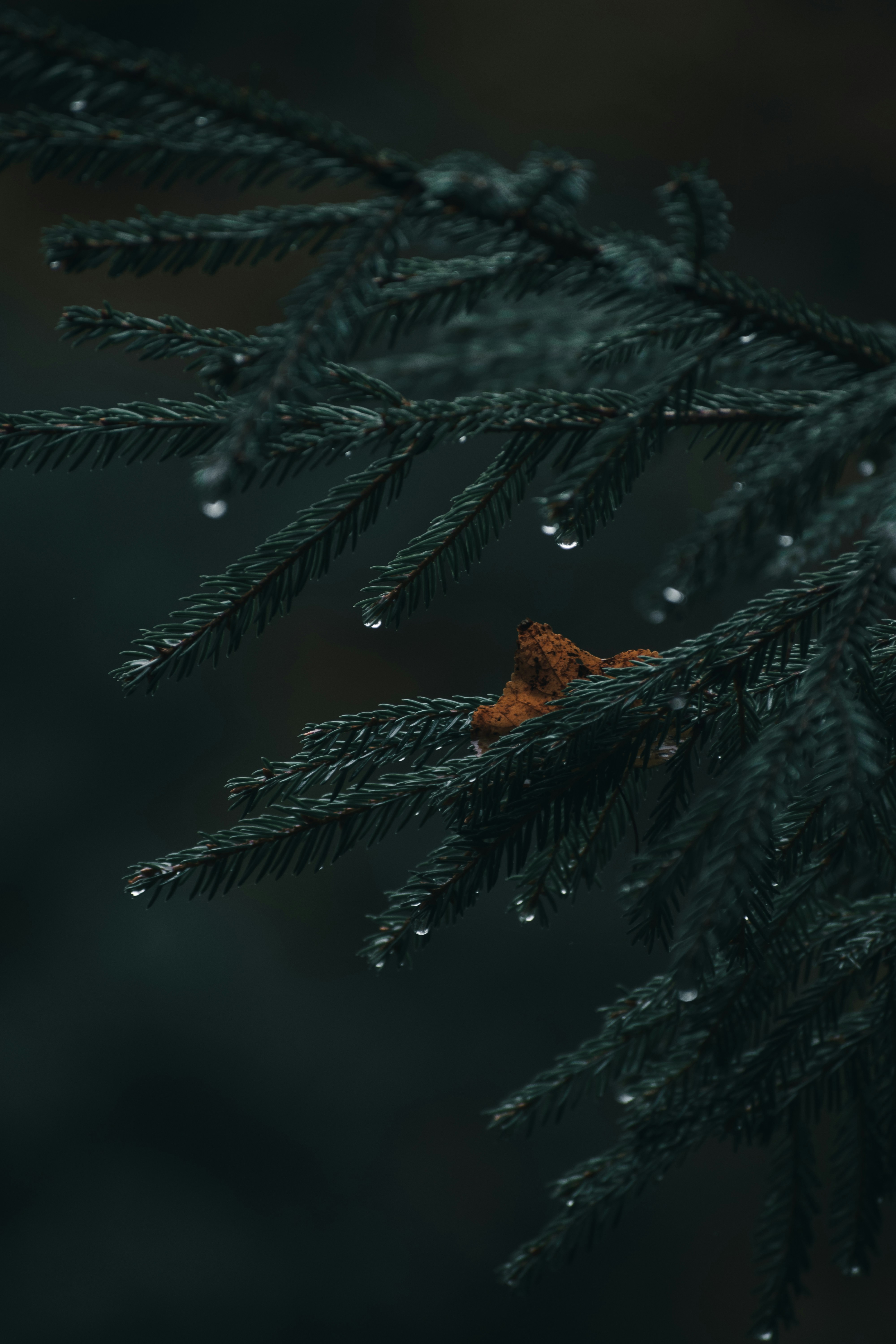 Rain-kissed pine needles cradle a lone orange leaf