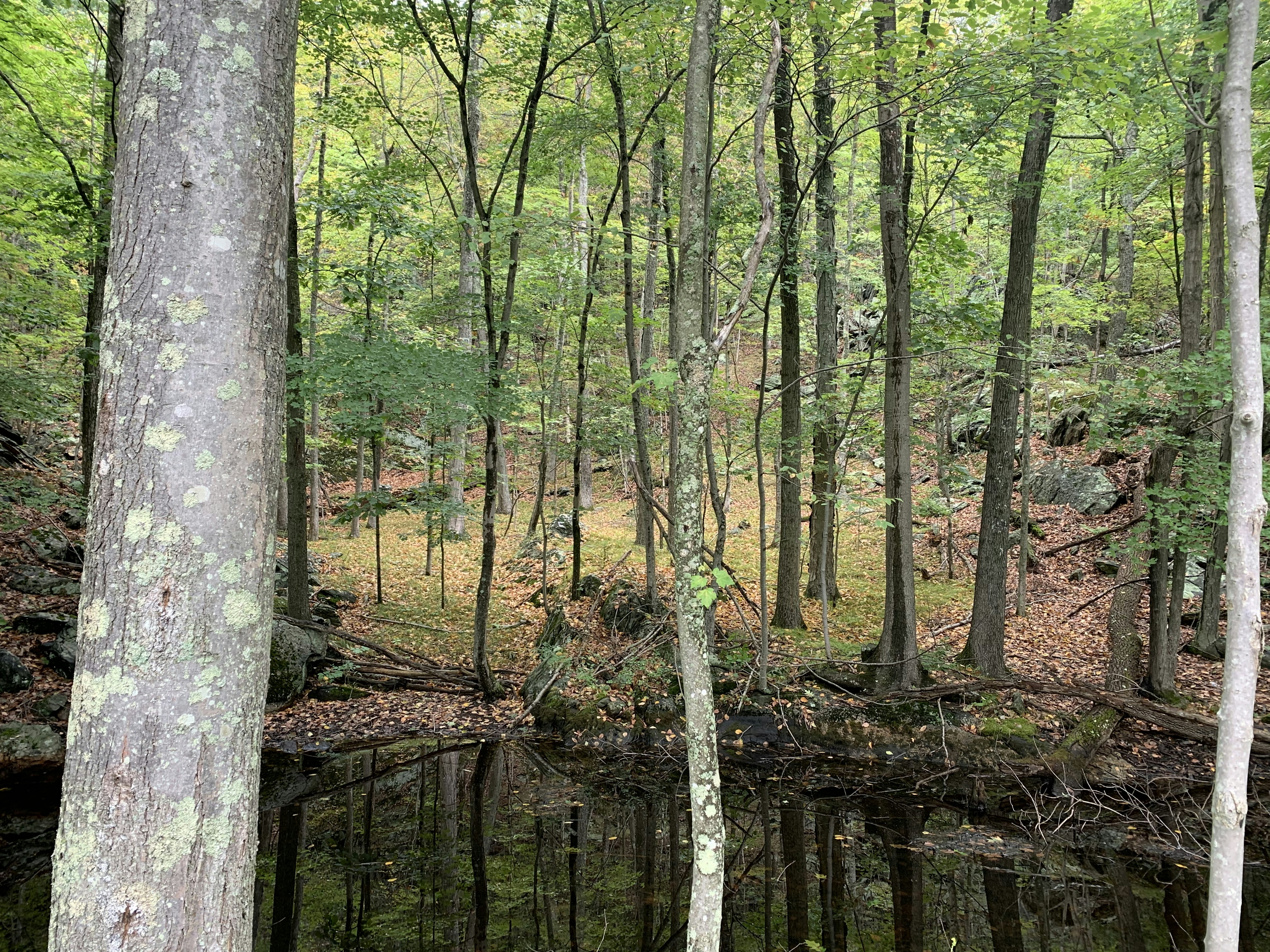 Lake Hawthorne, NY | a wooden bridge in a forest