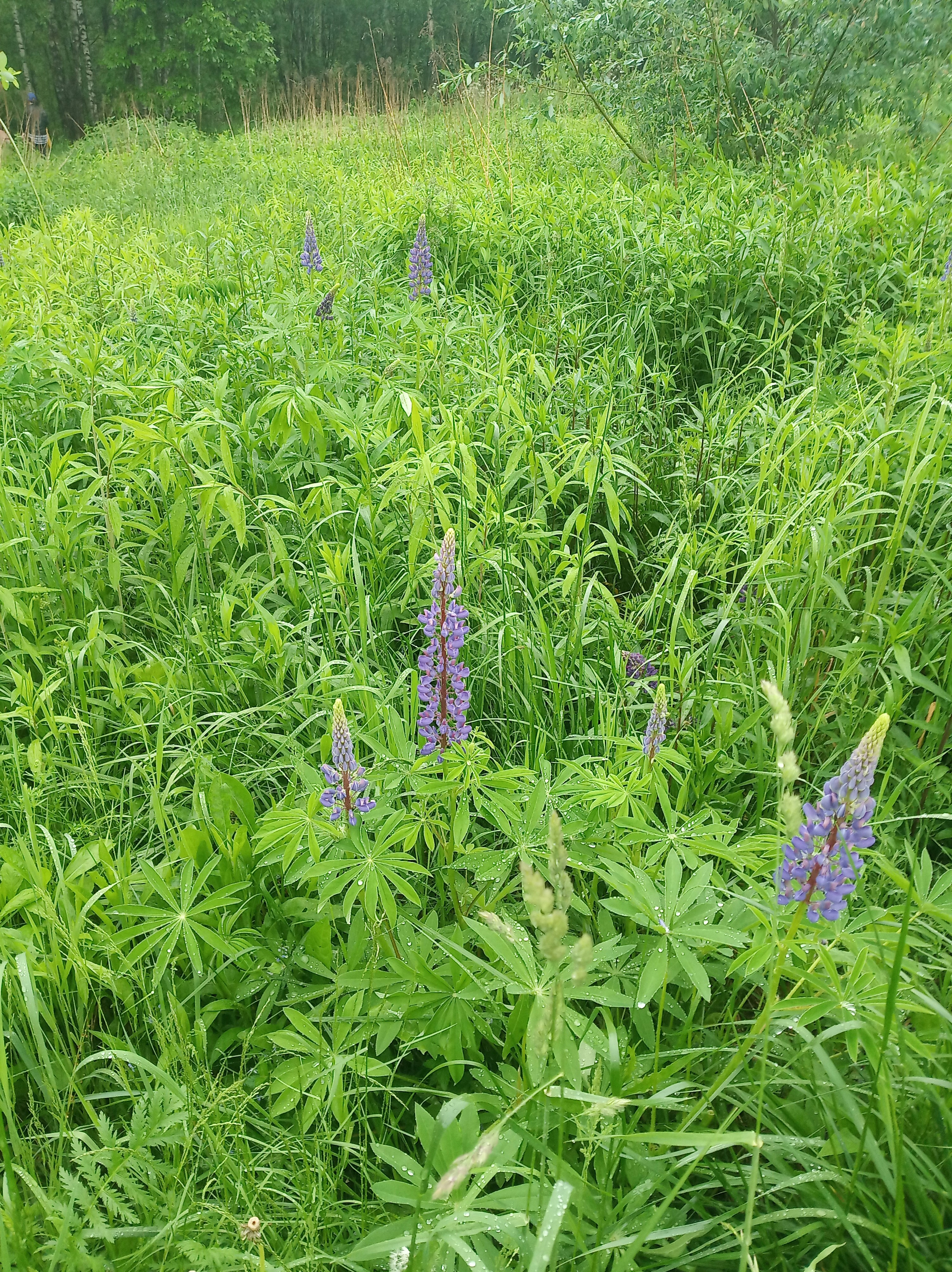 Lupine Spires Above a Quiet Meadow