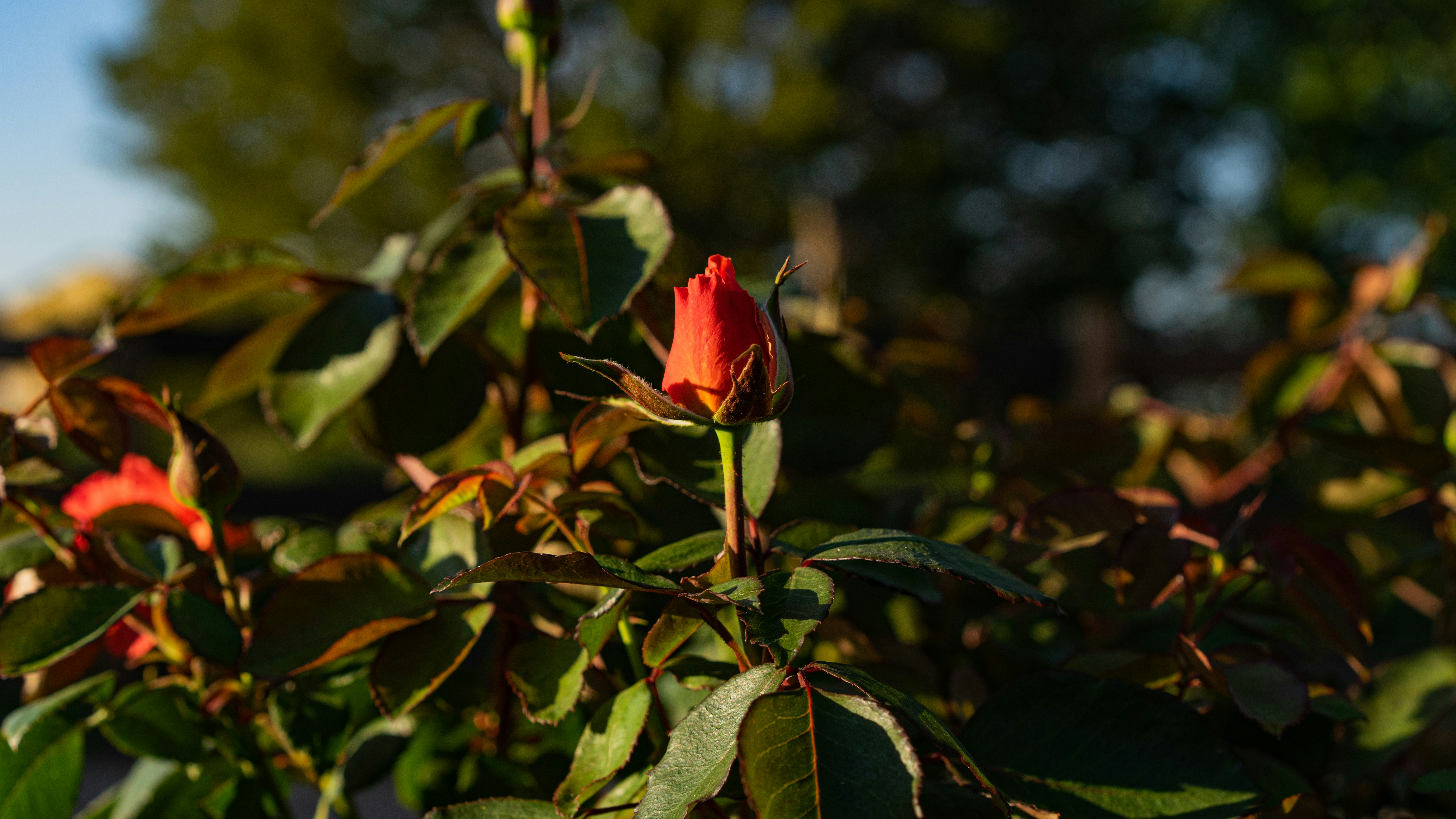 The Extinction of Voice - by Juniper