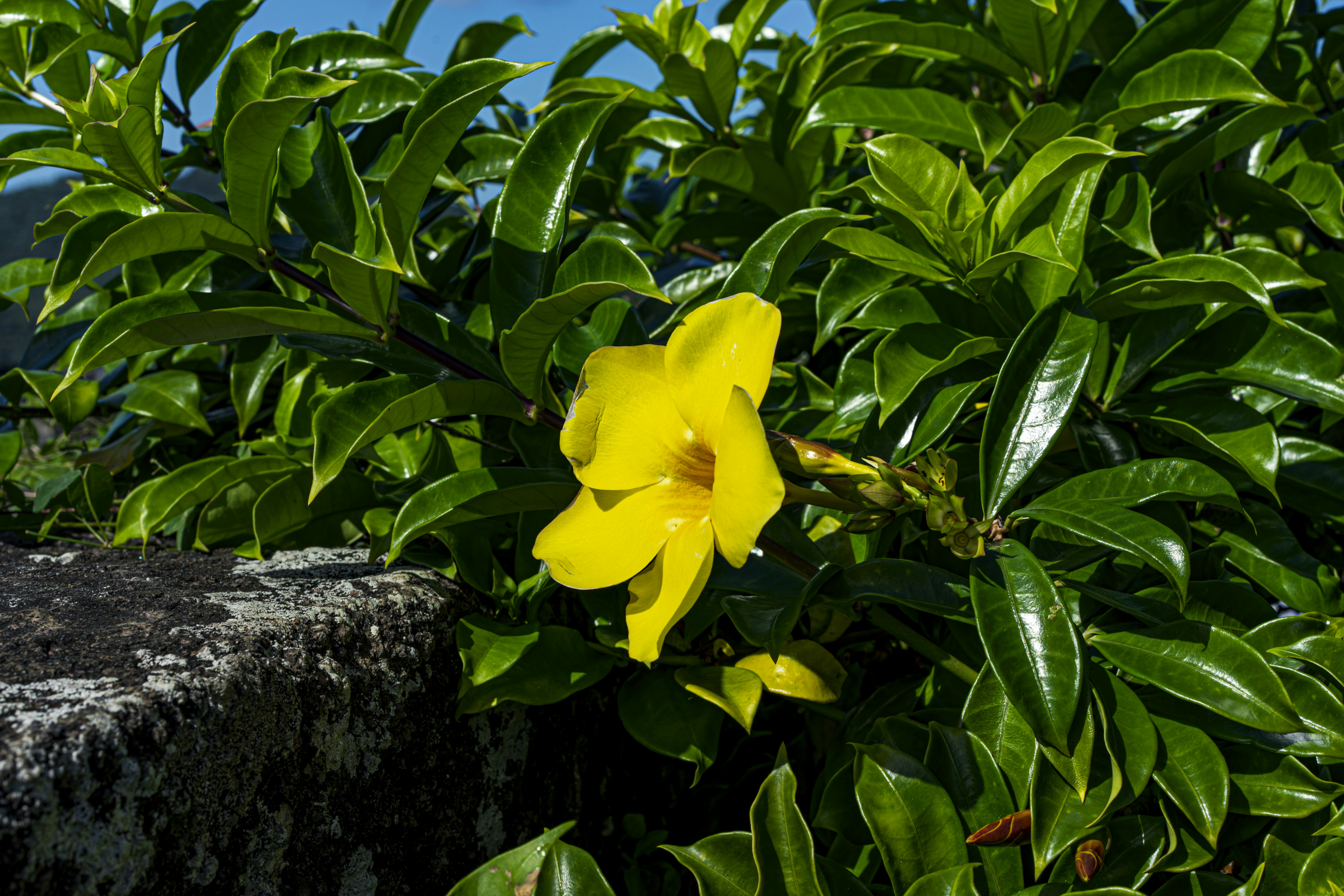 Golden Bloom at the Edge: Yellow Flower Surrounded by Glossy Greenery
