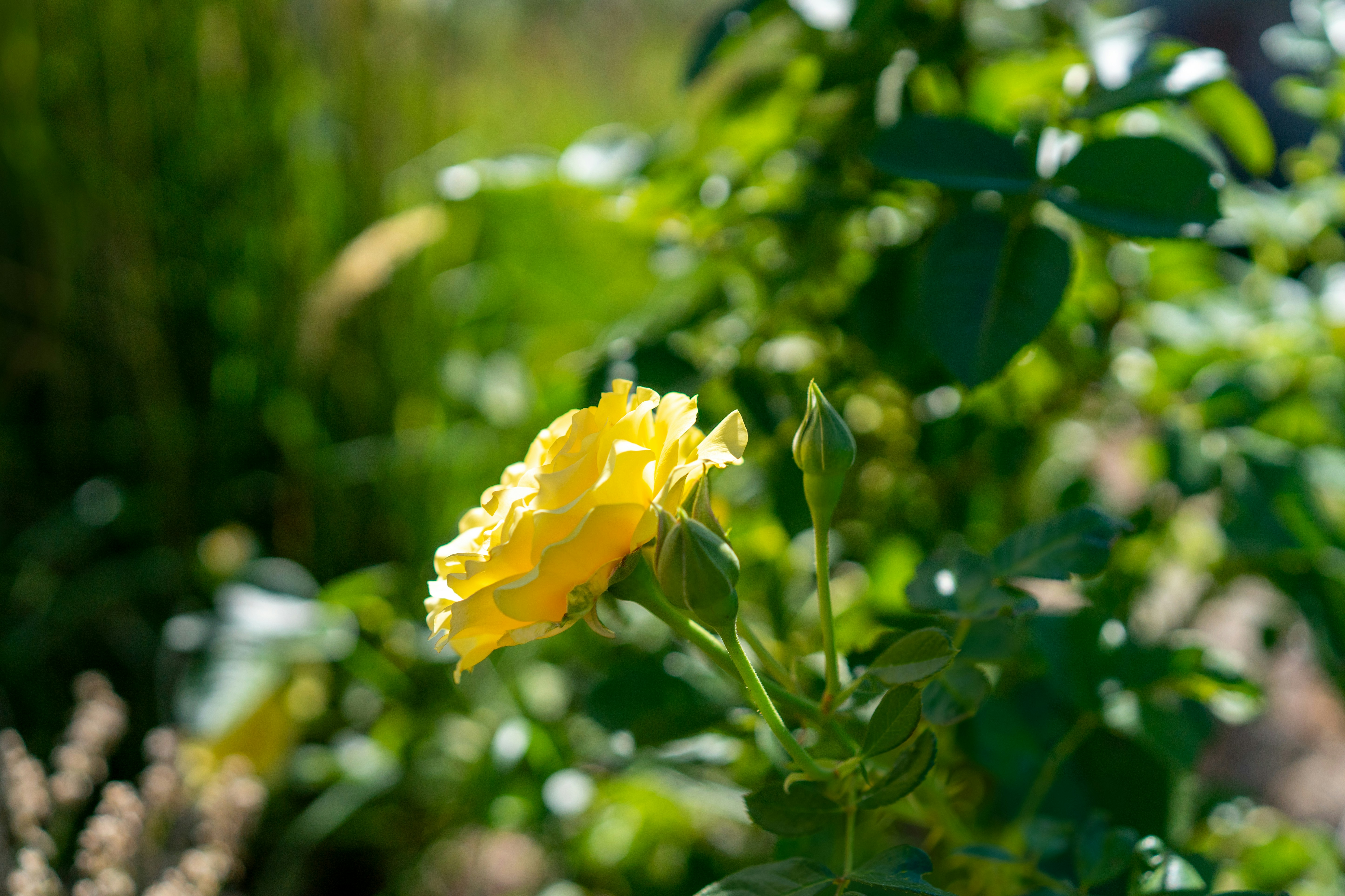 Photo by Rebecca King with Sony Alpha 7 II