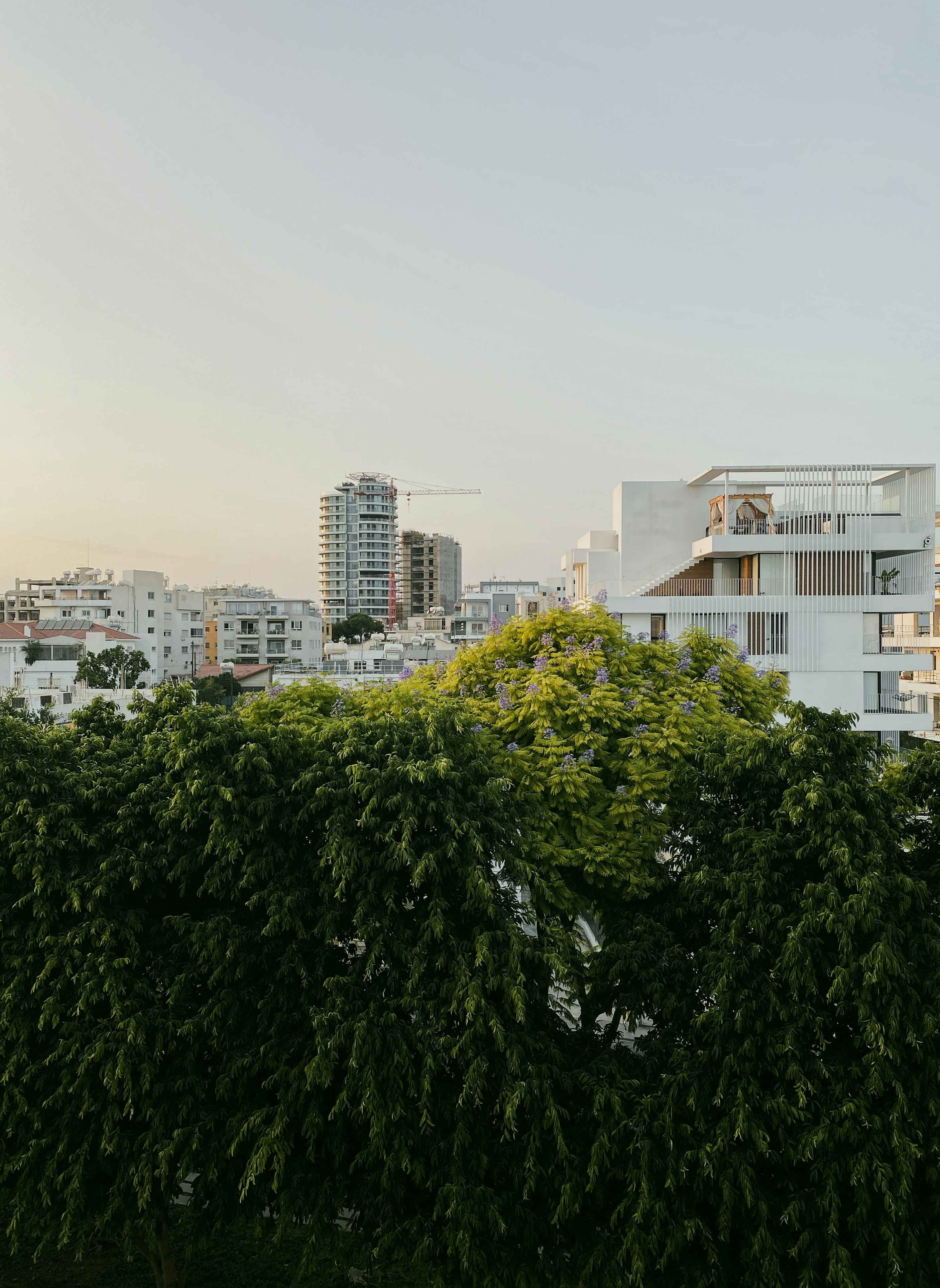 Lush greenery foreground juxtaposed with contemporary buildings under a soft sunset sky.