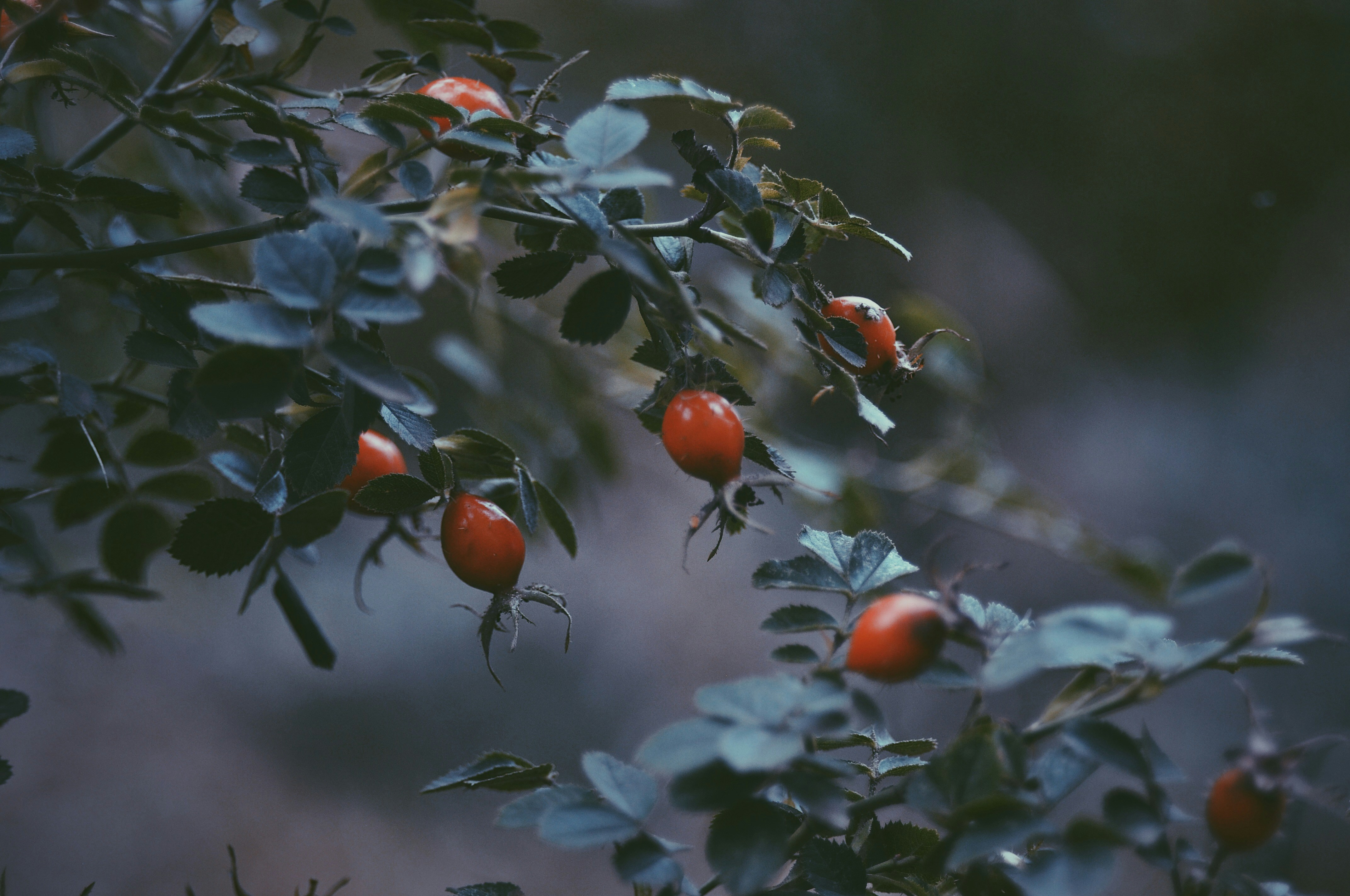 Un groupe de fruits sur un arbre photo – Photo Fruits secs Gratuite sur ...