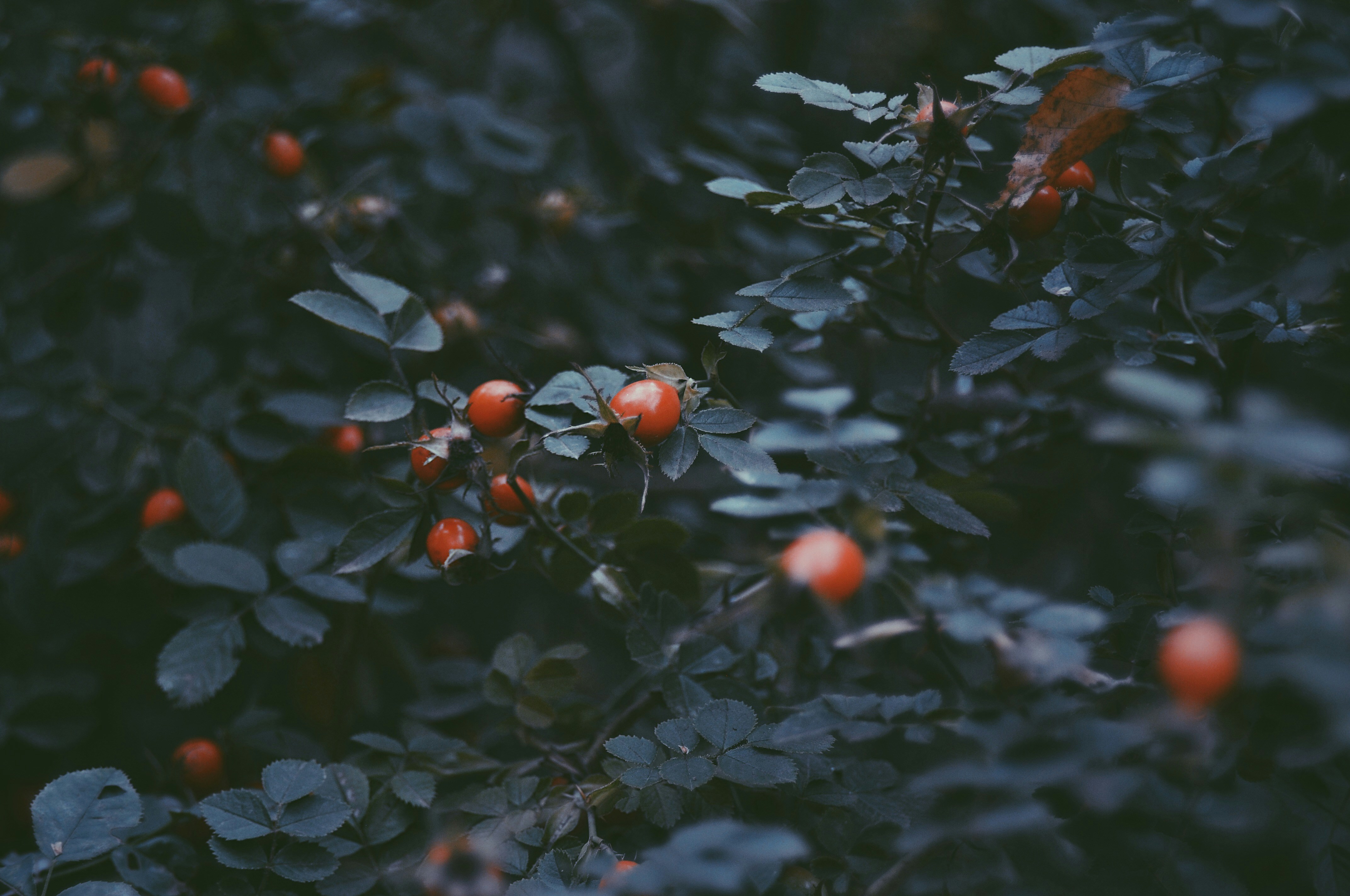Rosehip branch with berries.
