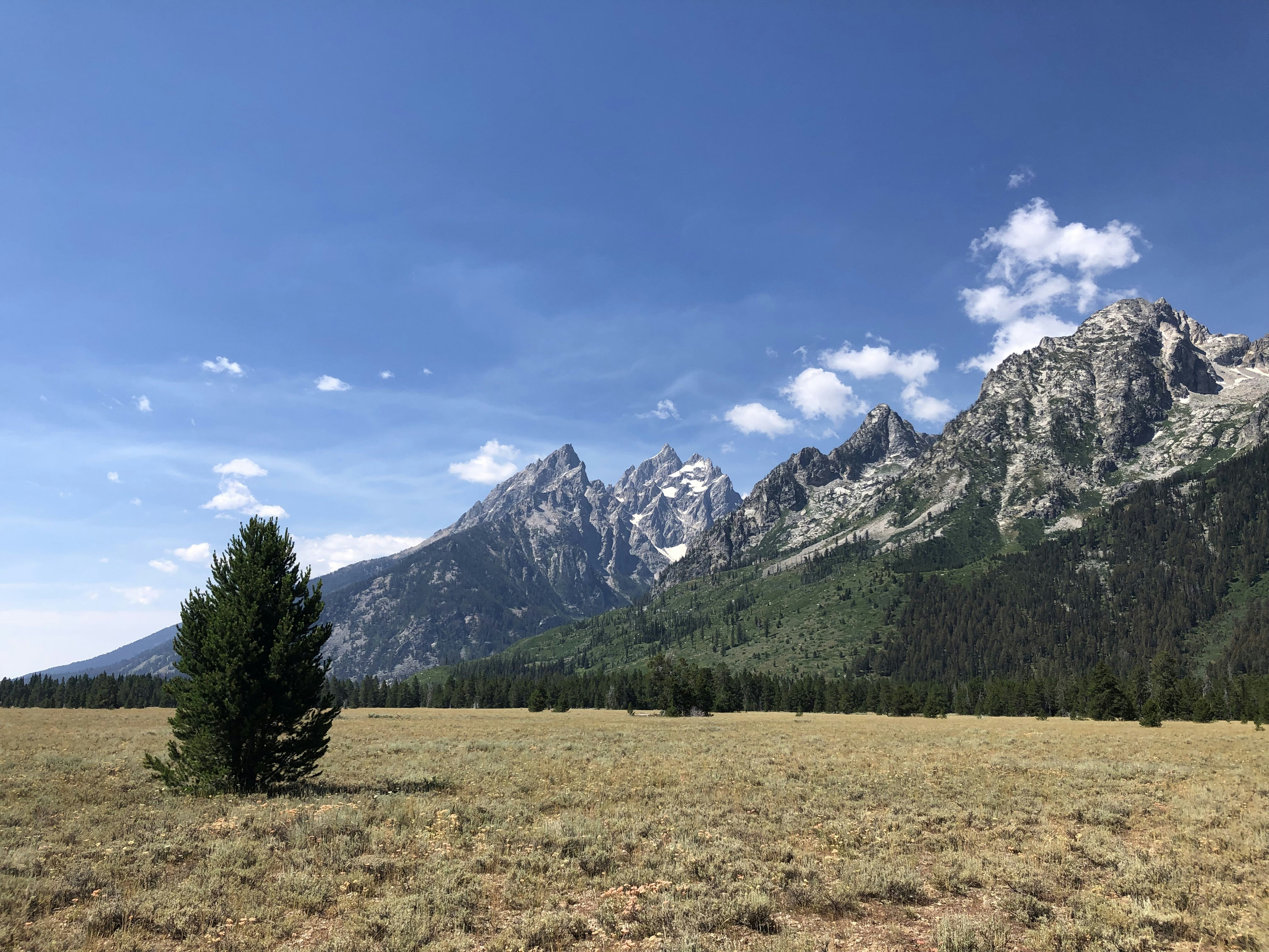  lone juniper against a mountain panorama beneath a clear blue sky