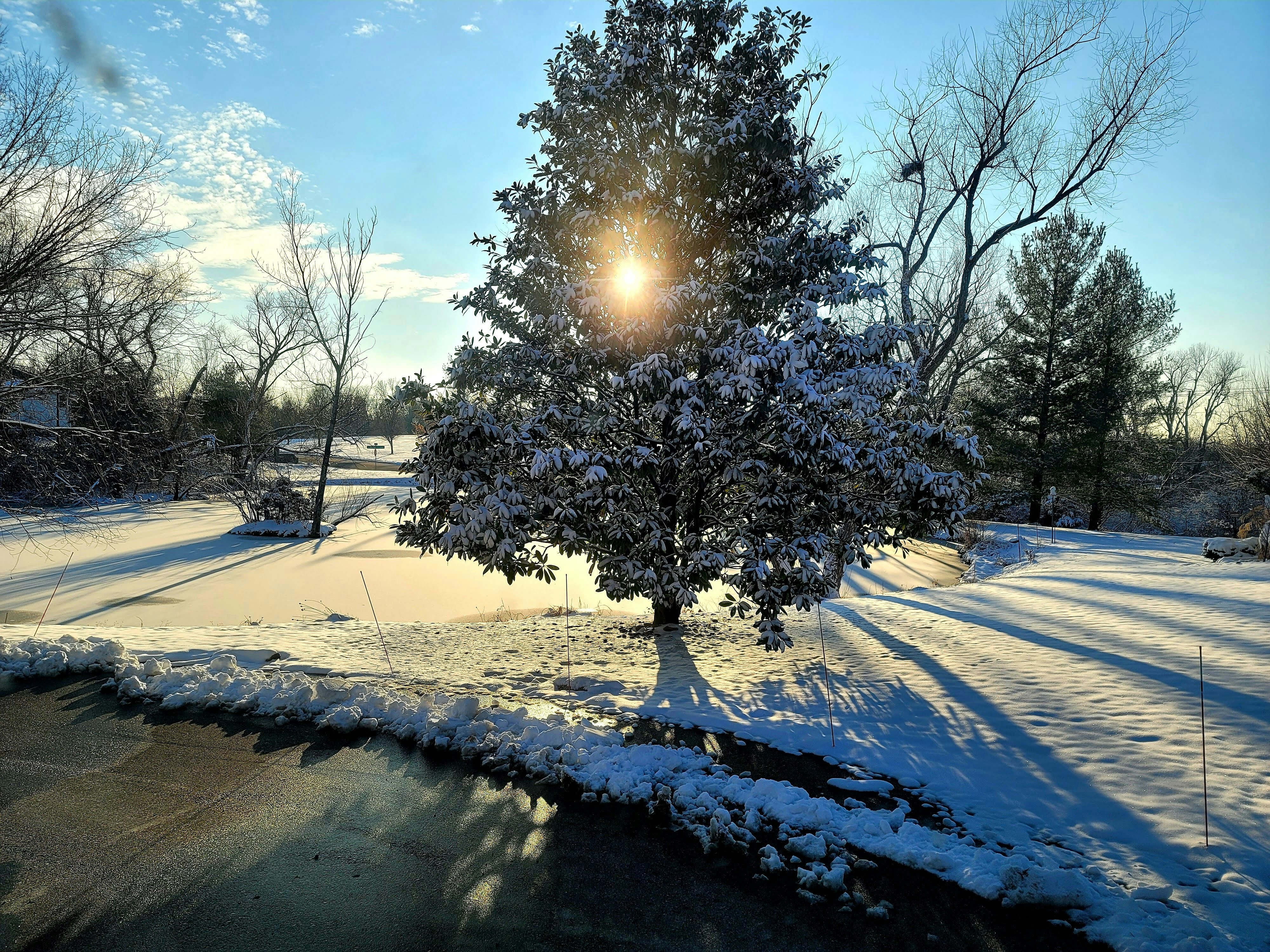 A tree with snow on it photo – Free Plant Image on Unsplash