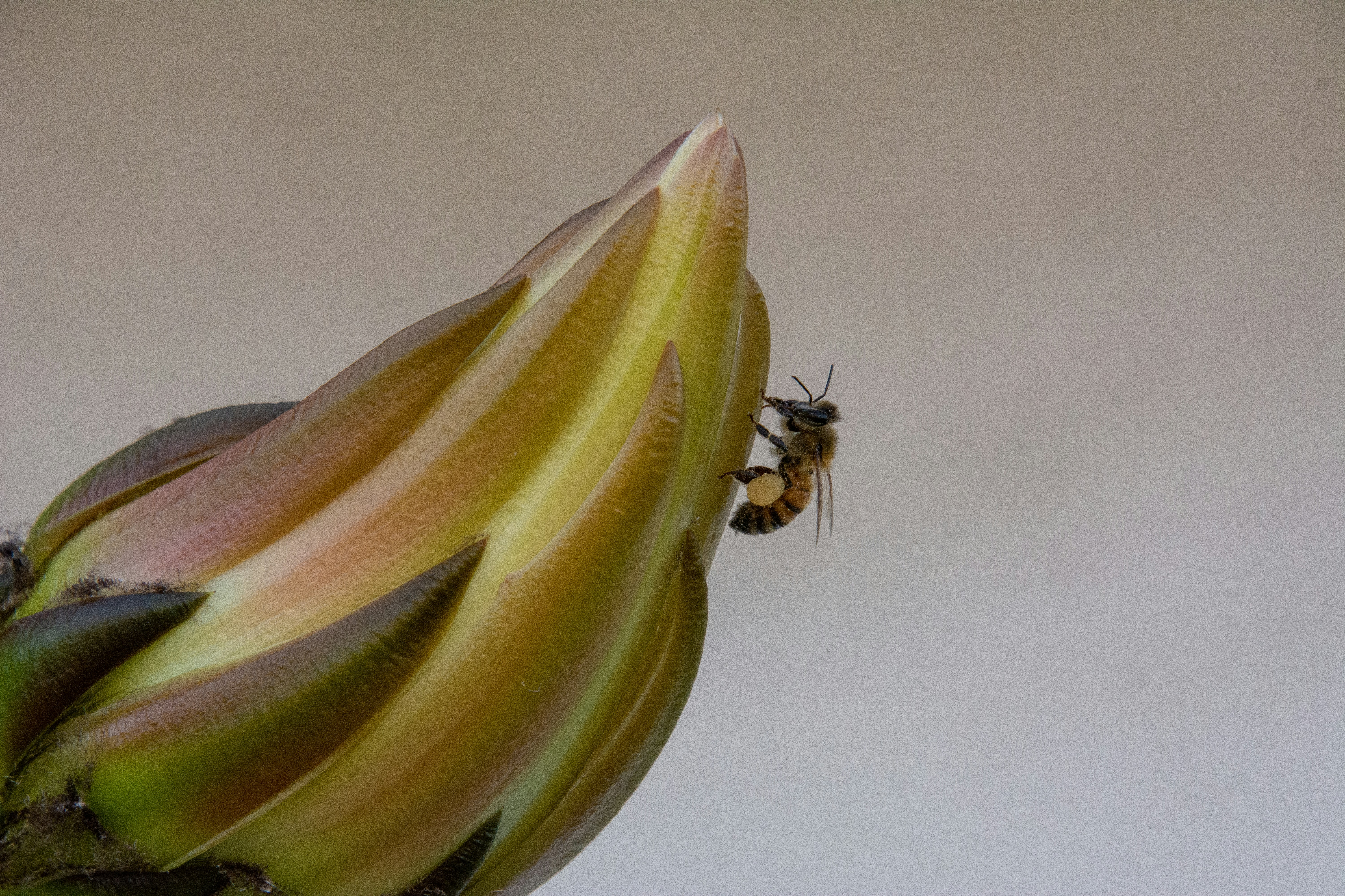 Edge of Bloom: A Bee Pauses on the Bud's Lip