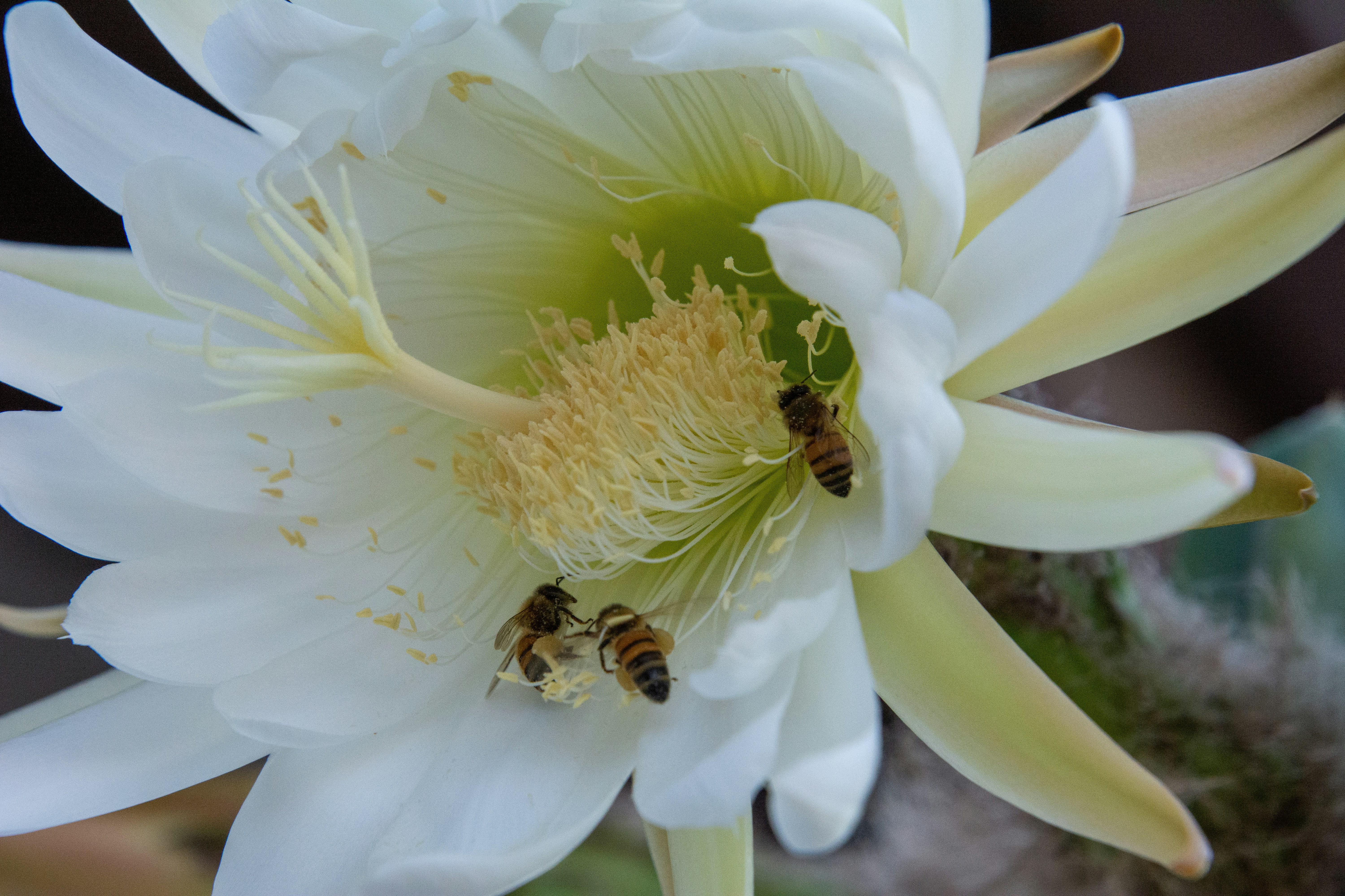 Honeybees on a pale bloom: micro gaze amid white petals