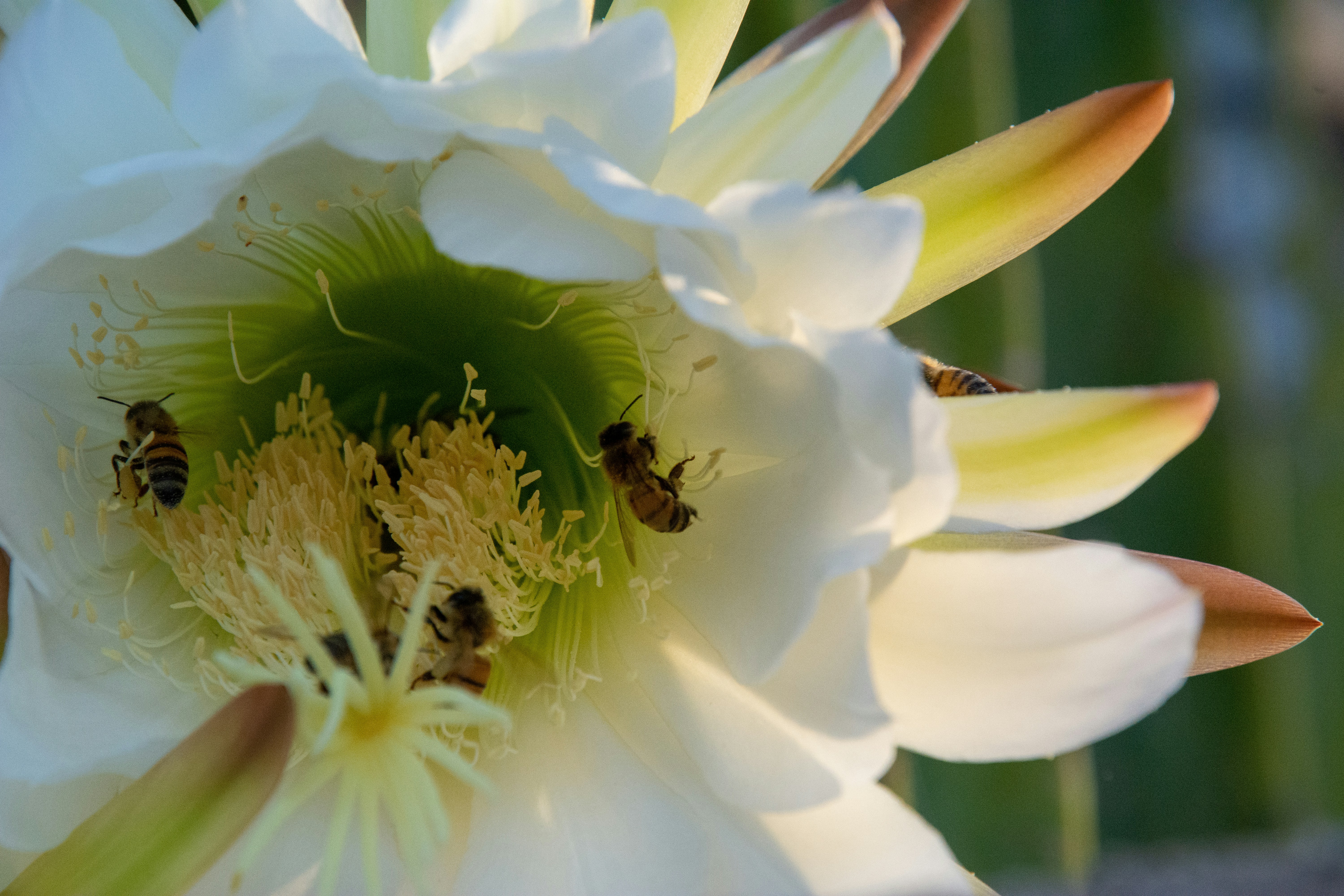 Bees in the White Crown: Macro Dance inside a Cactus Bloom