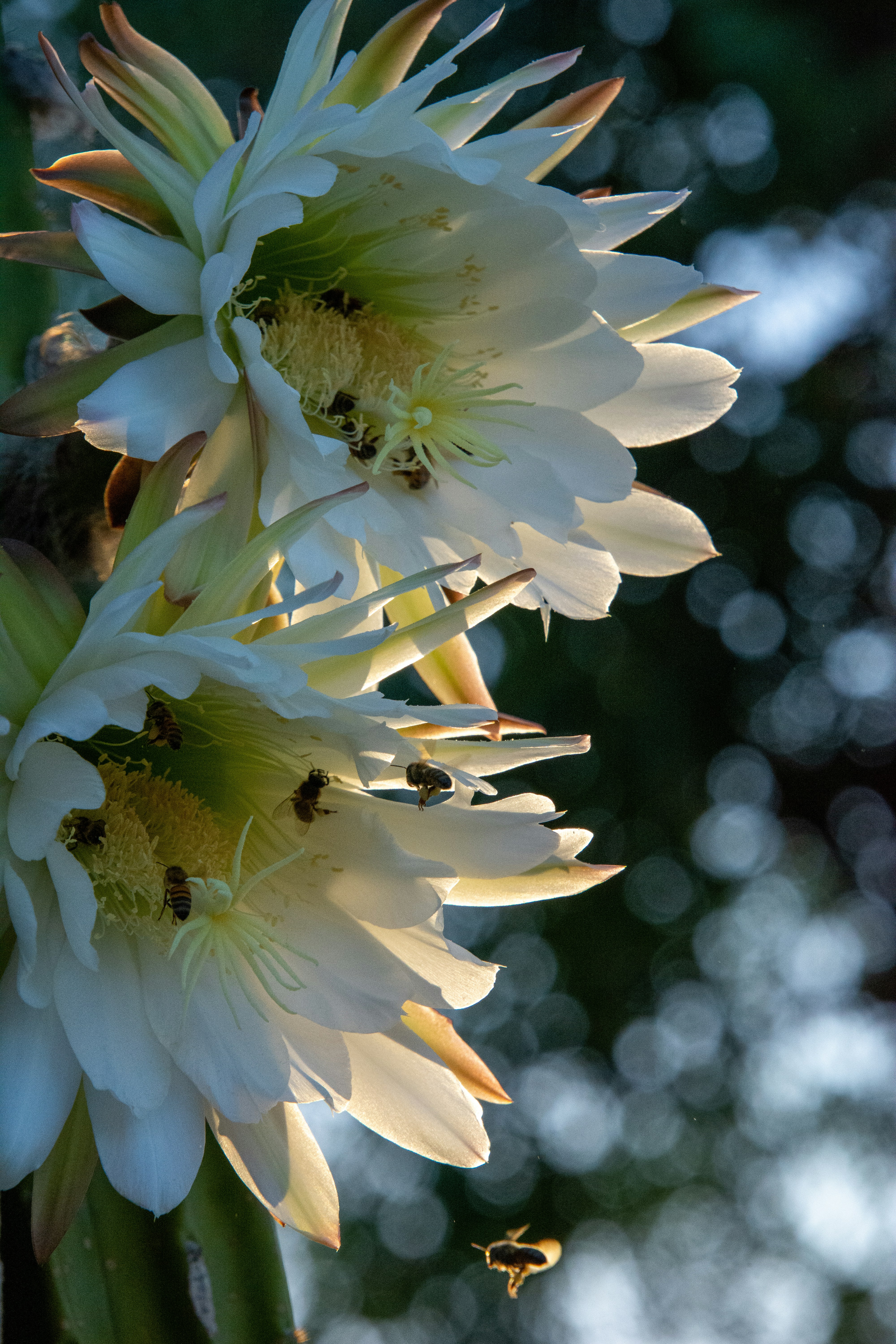 A bee on a white flower photo – Free Honey bee Image on Unsplash