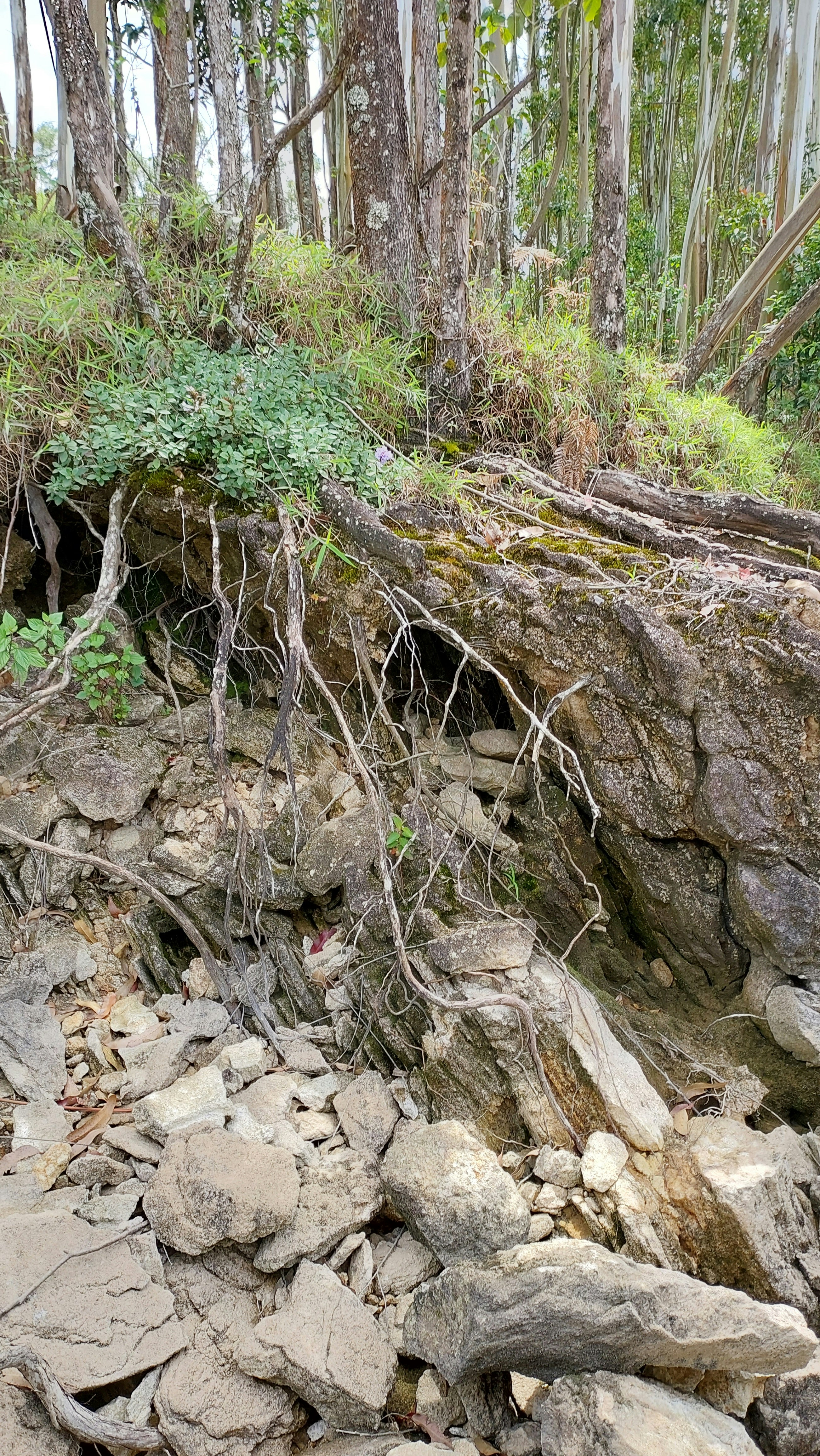 Forest-covered rocky outcrop with tangled tree roots draping a fractured wall and rubble-strewn ground.