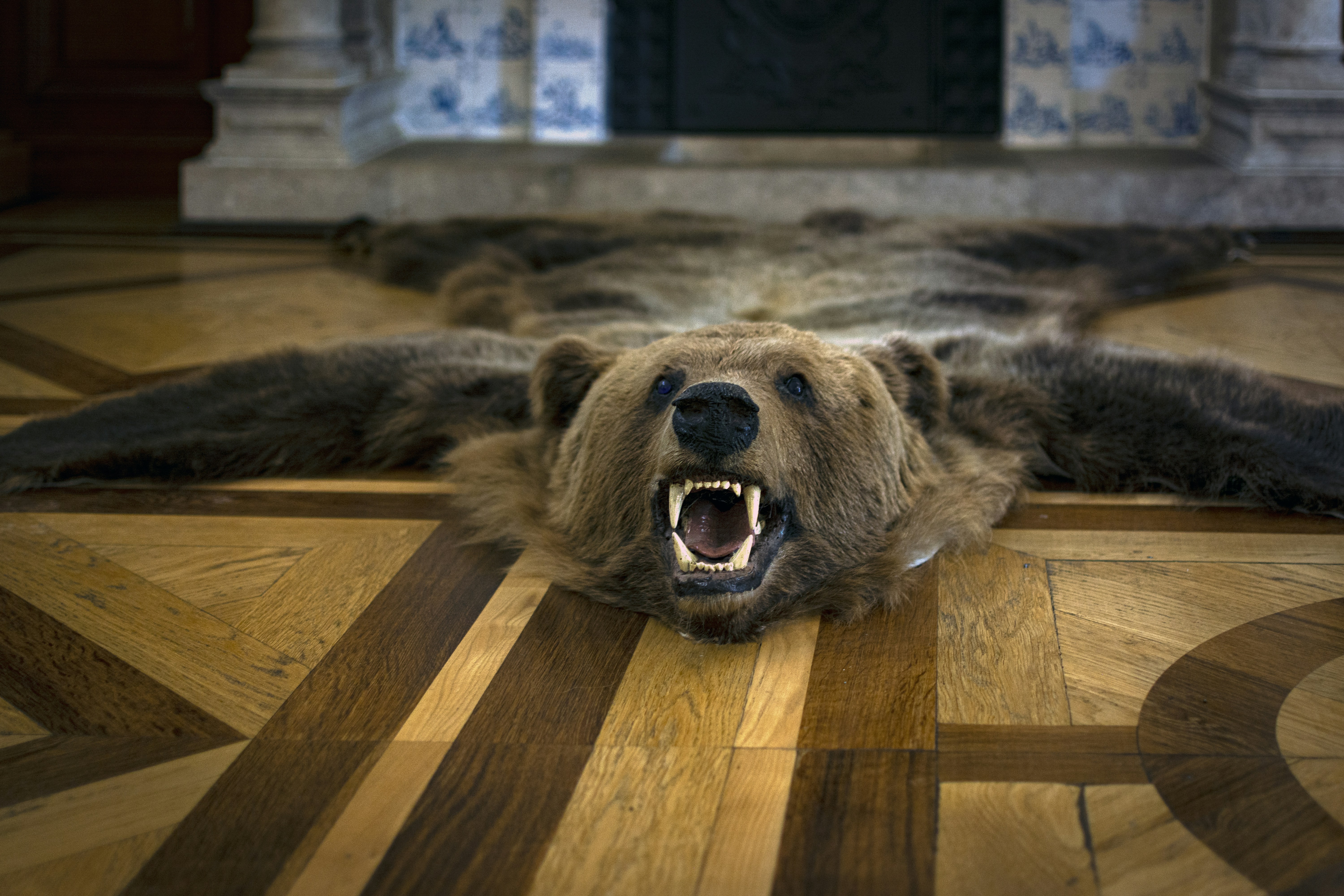 Hidden Roar on Parquet: A Taxidermy Bear Across a Geometric Floor