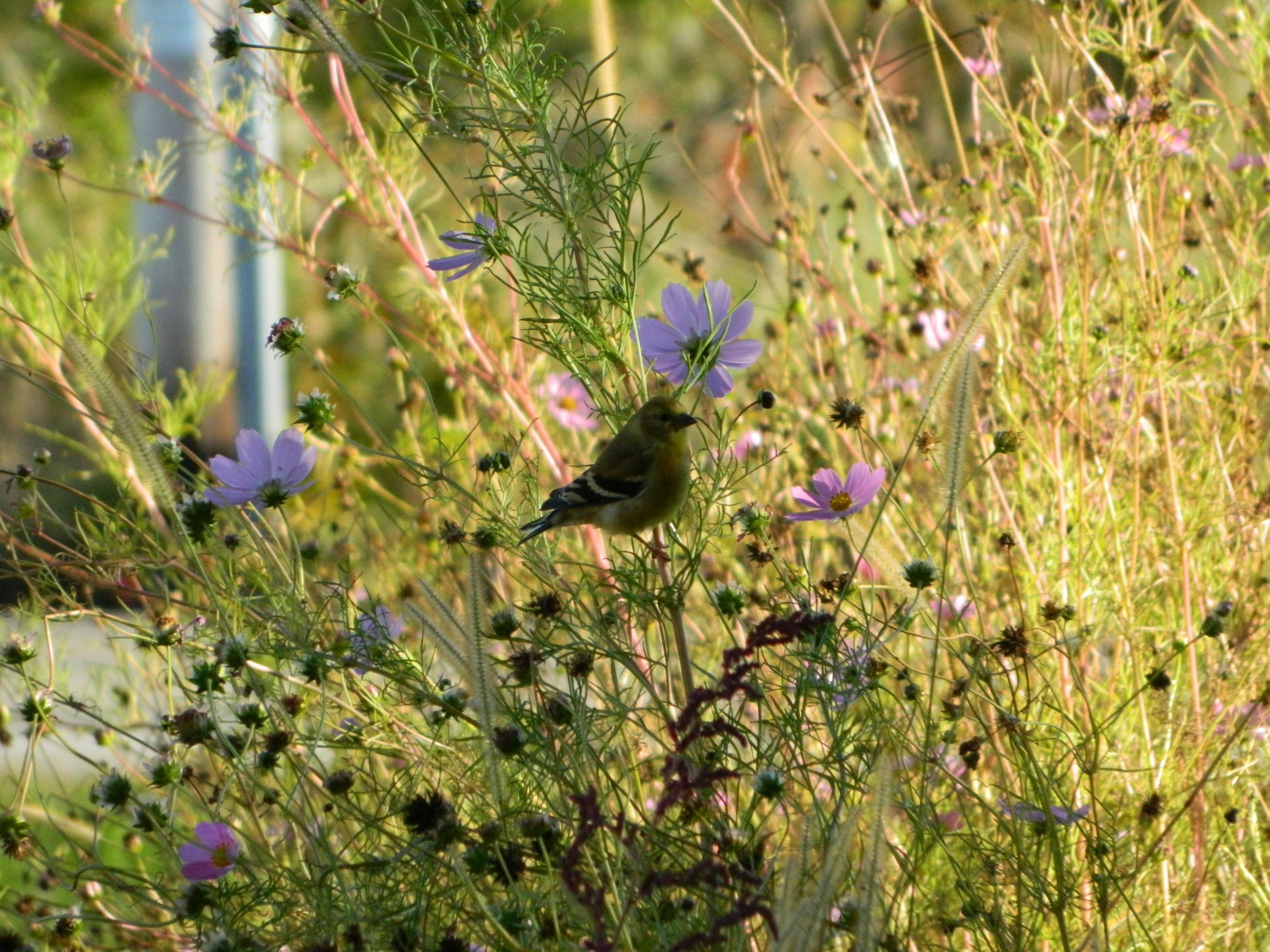 A bird standing on a flower photo – Free Flowers Image on Unsplash
