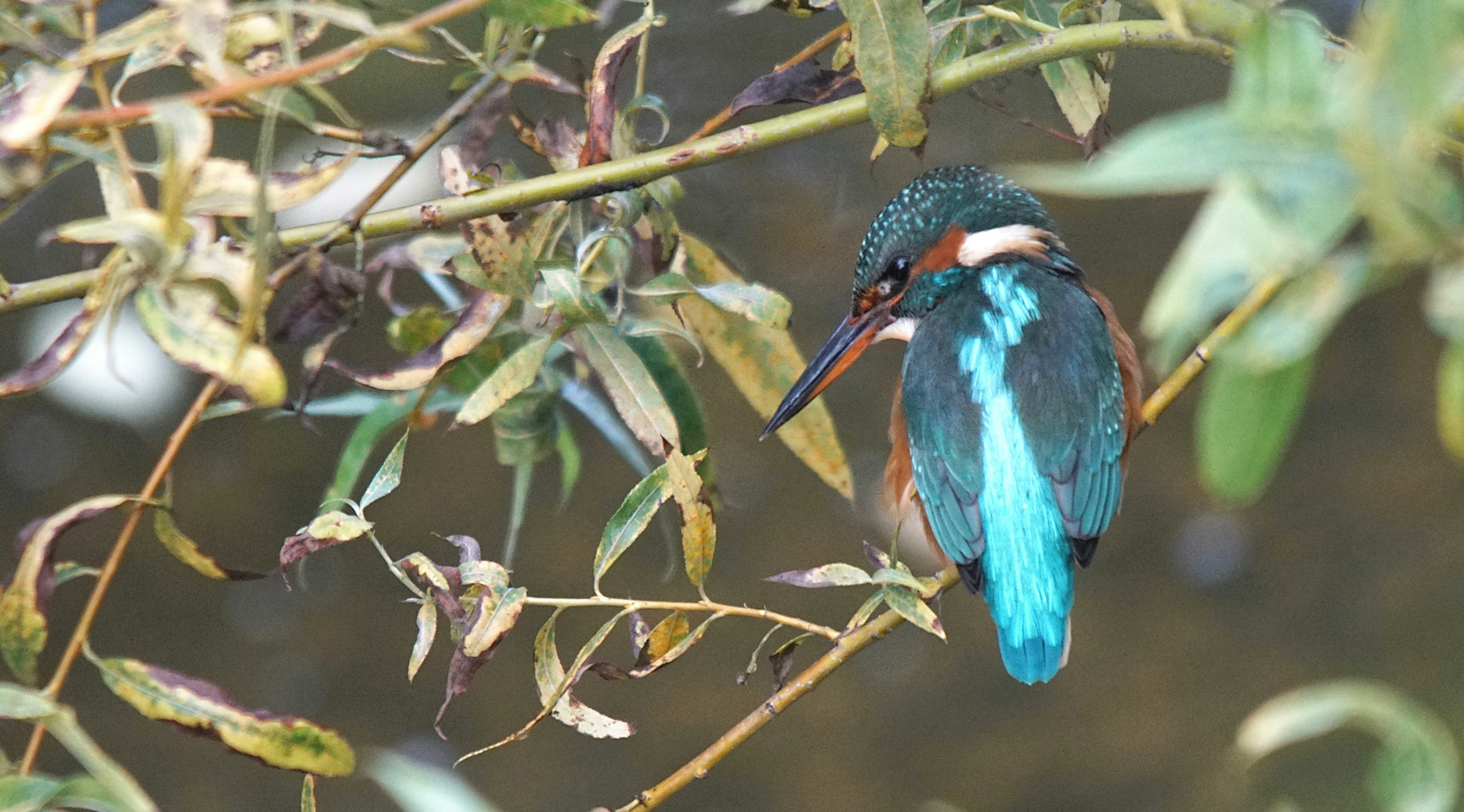 Eisvogel auf einem Ast Kingfisher on a branch