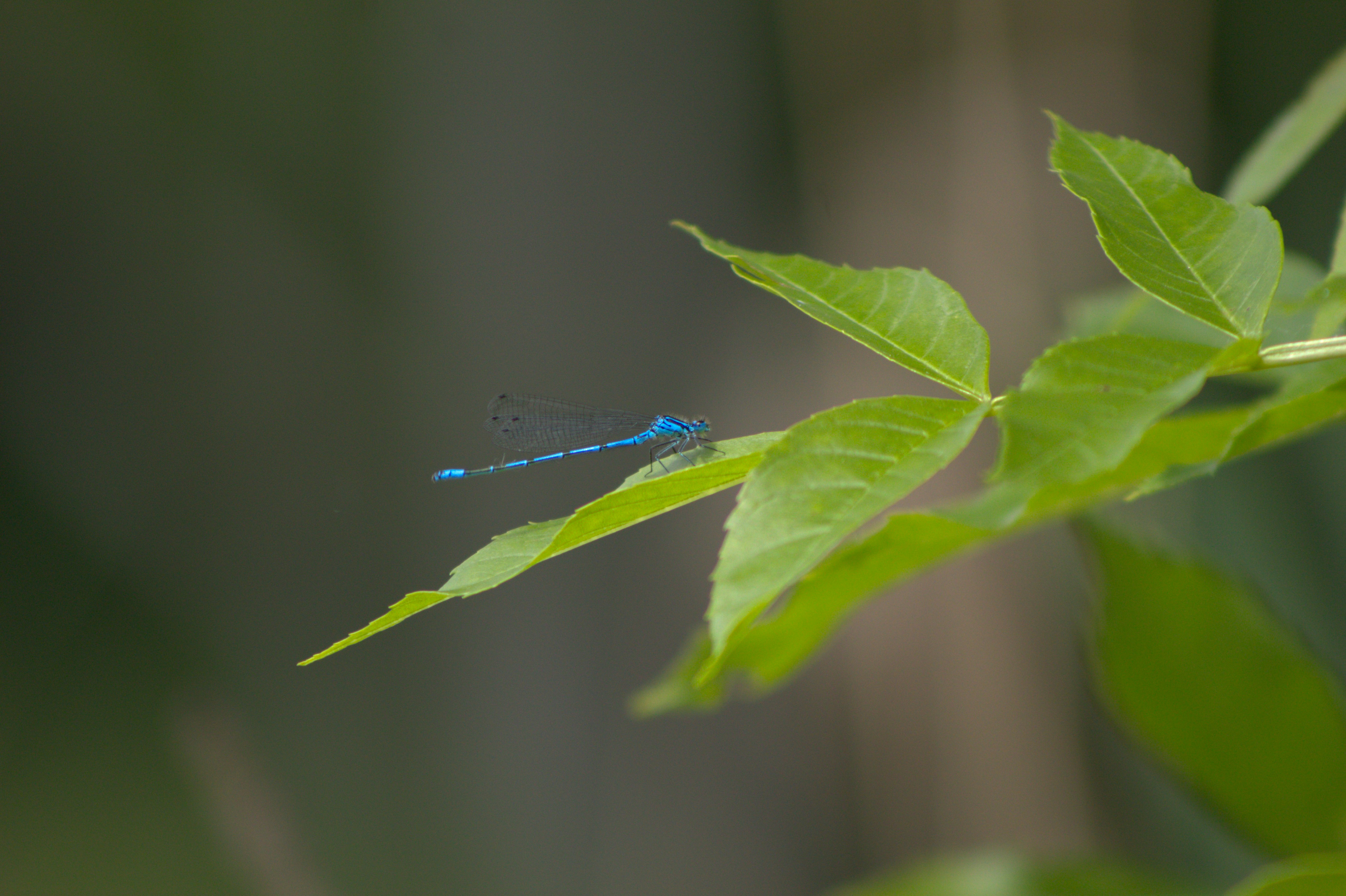 Photo by Ferdinando with Canon EOS 1300D