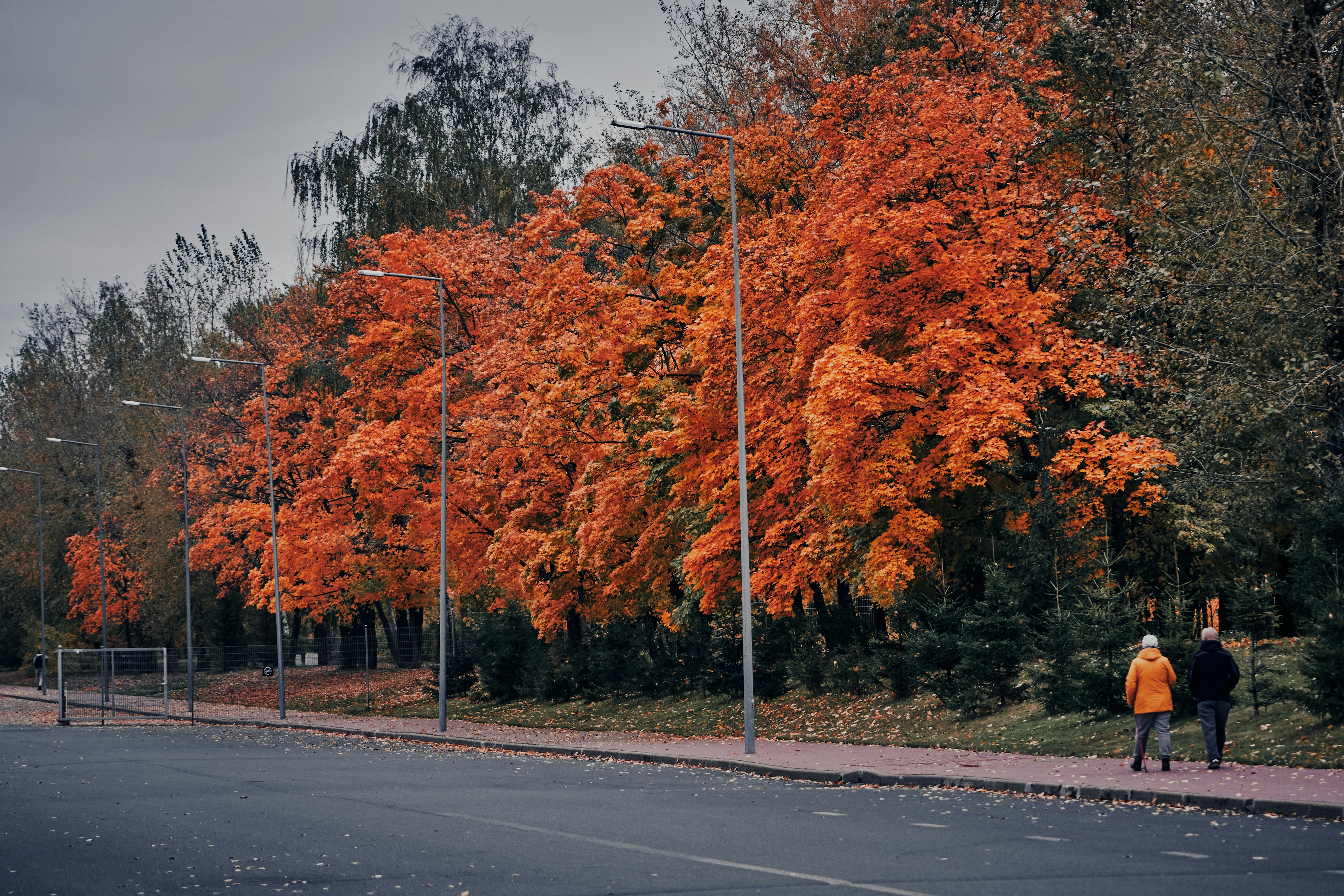 a group of people walking on a sidewalk next to a street with trees