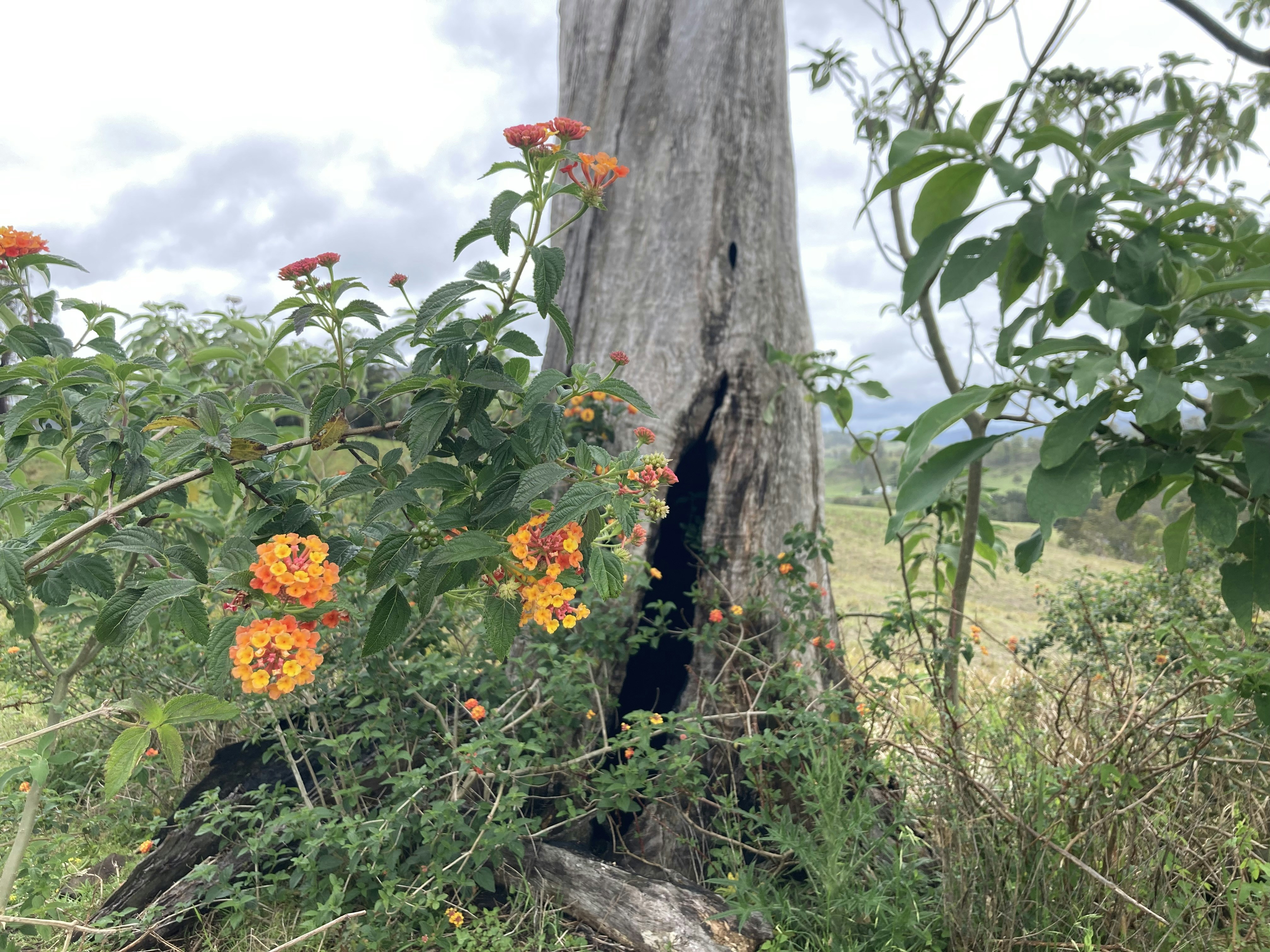 Floral Resilience at a Gnarled Trunk