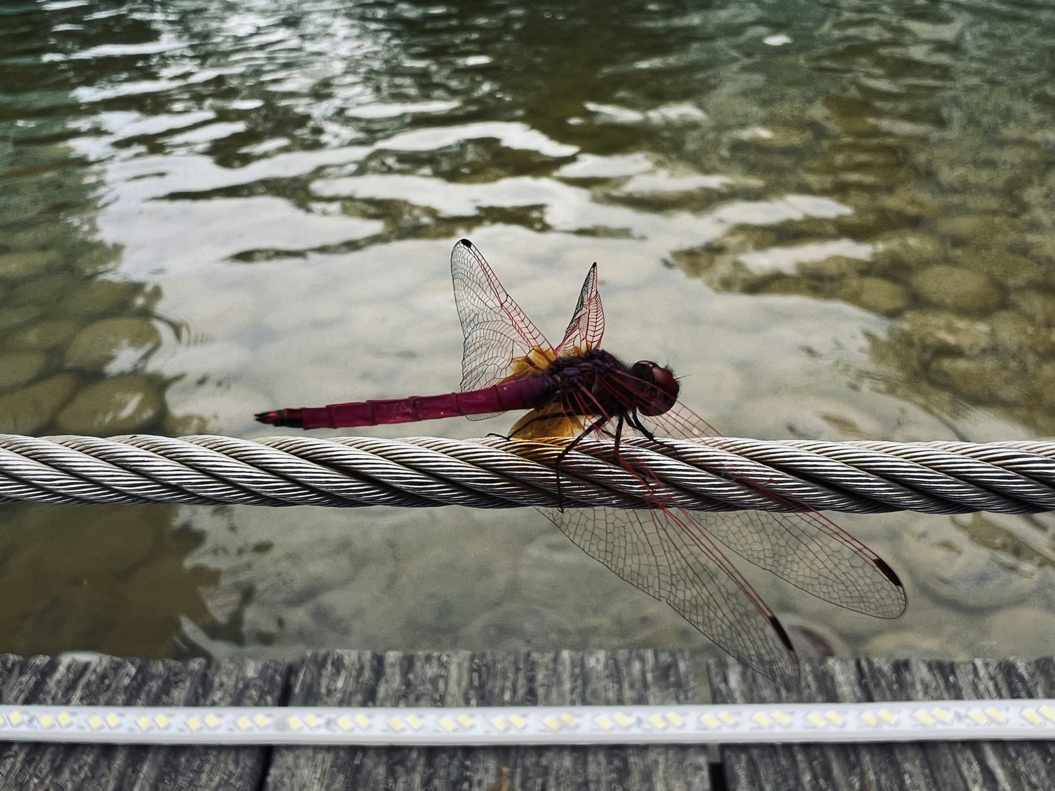 Crimson Dragonfly Perched on a Cable Over a Quiet River