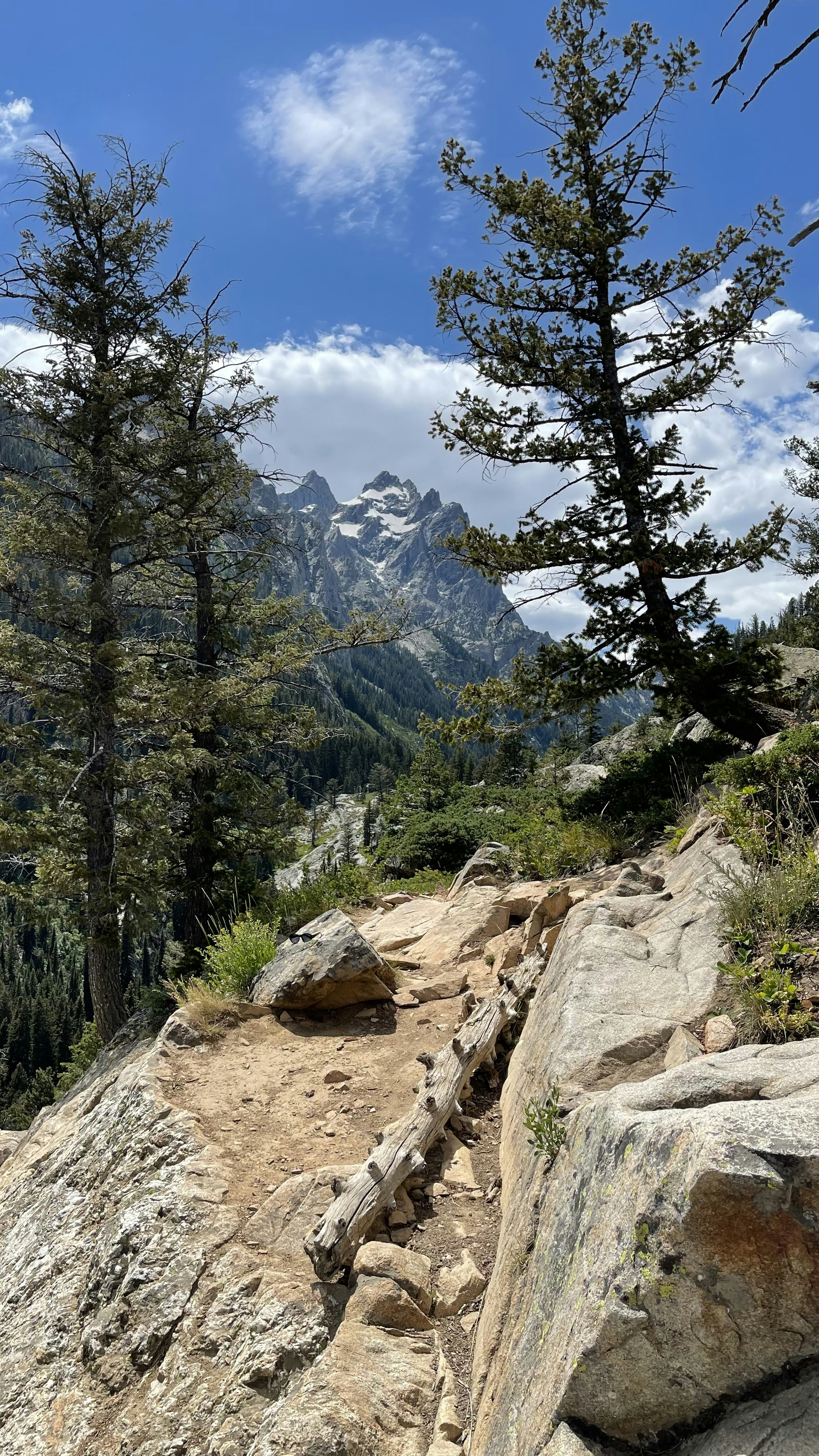 Foto Una zona rocosa con árboles y montañas al fondo – Imagen Planta ...