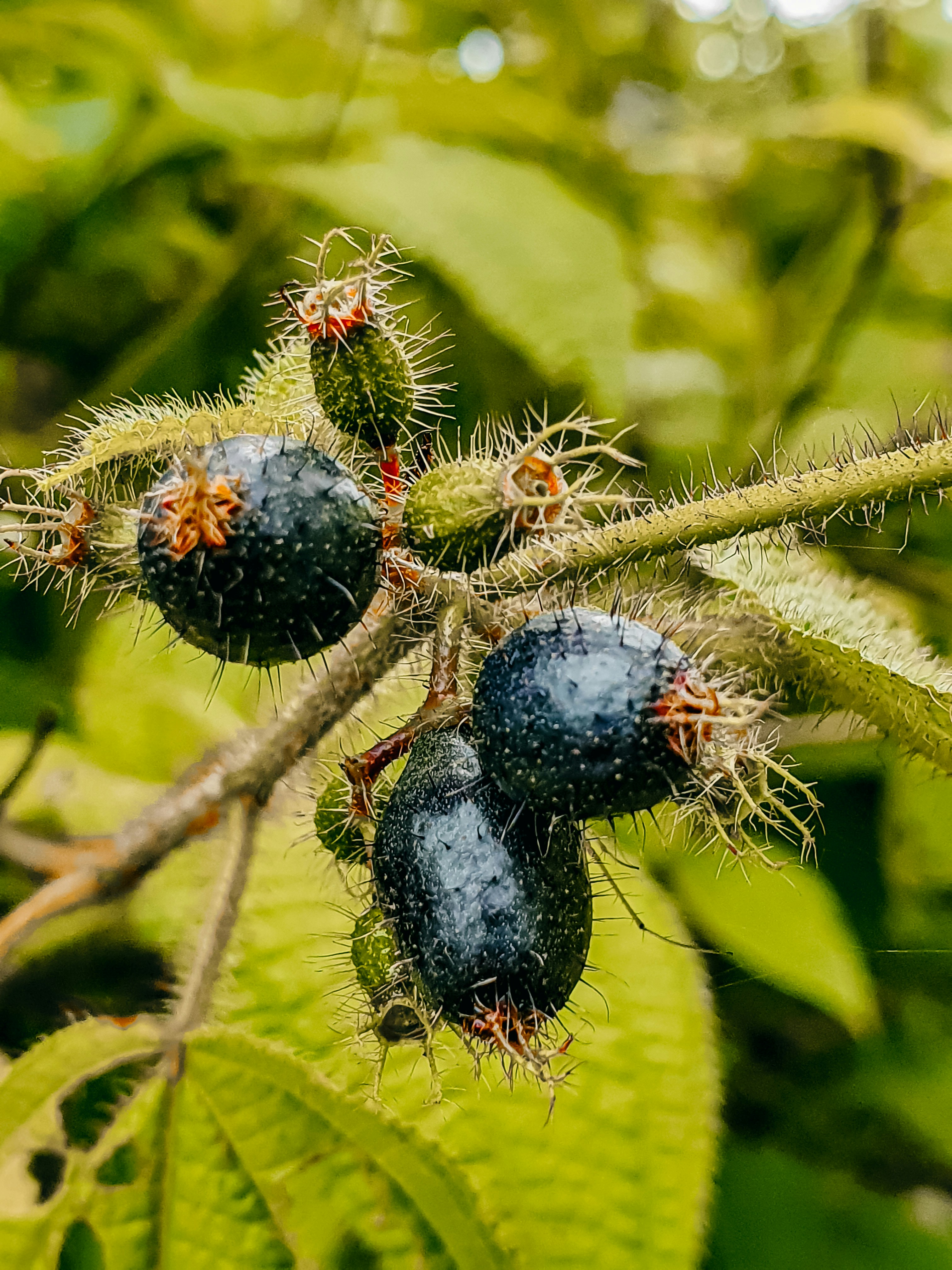 Nature's Spiky Berries: A Close-Up Encounter