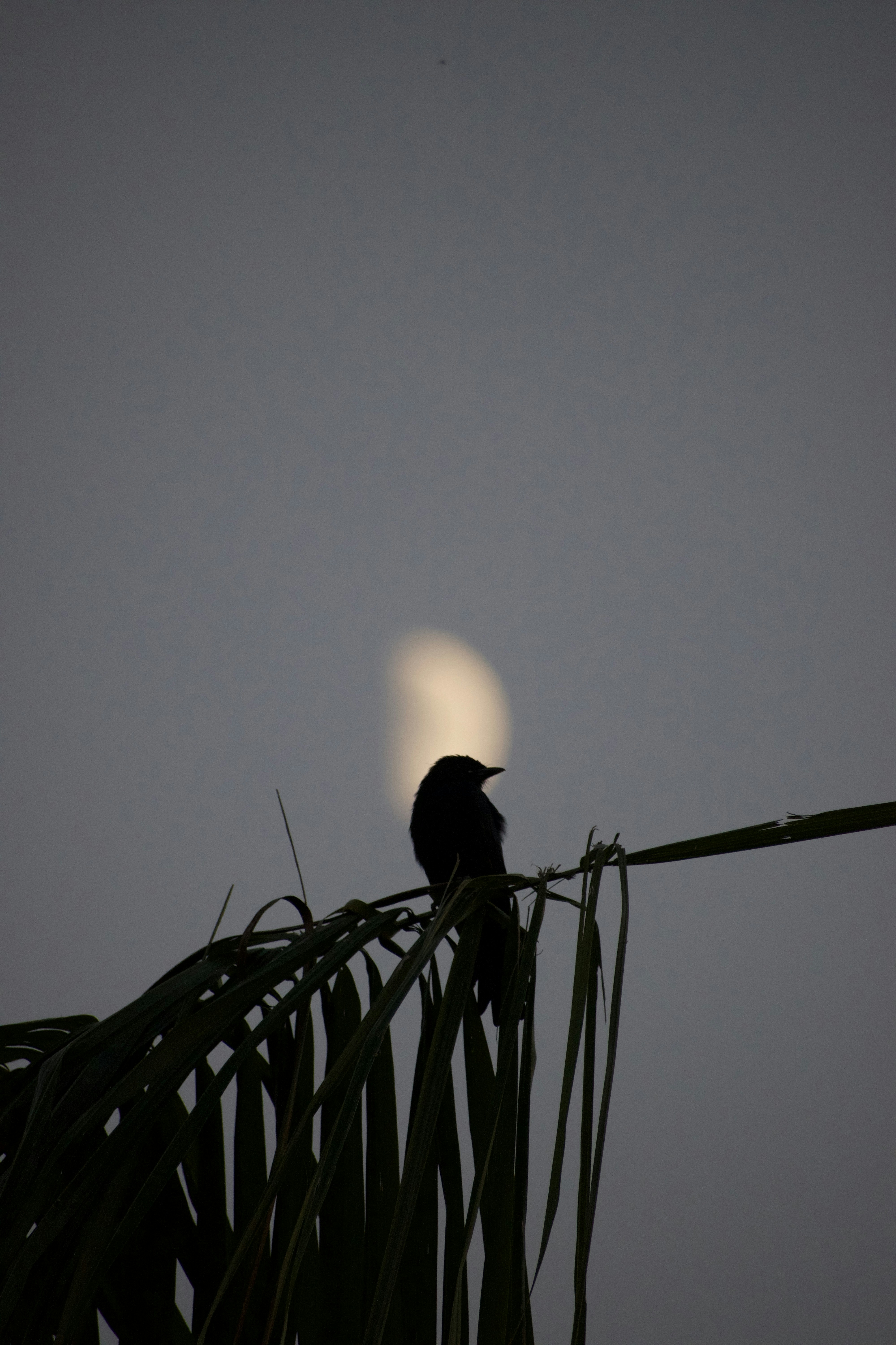 Photo by Pratyush Bhadola with Nikon D5600