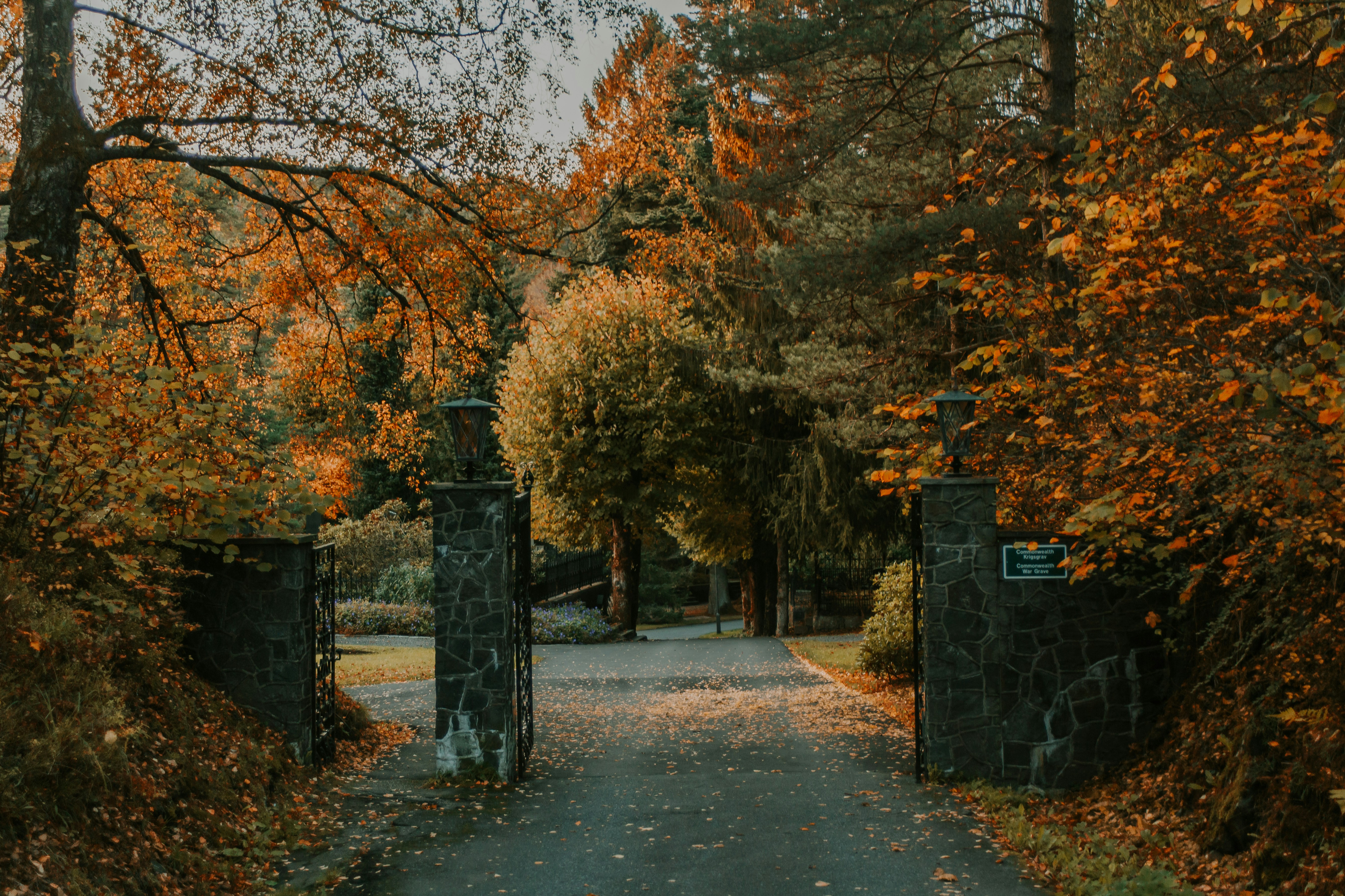 a path with trees on either side