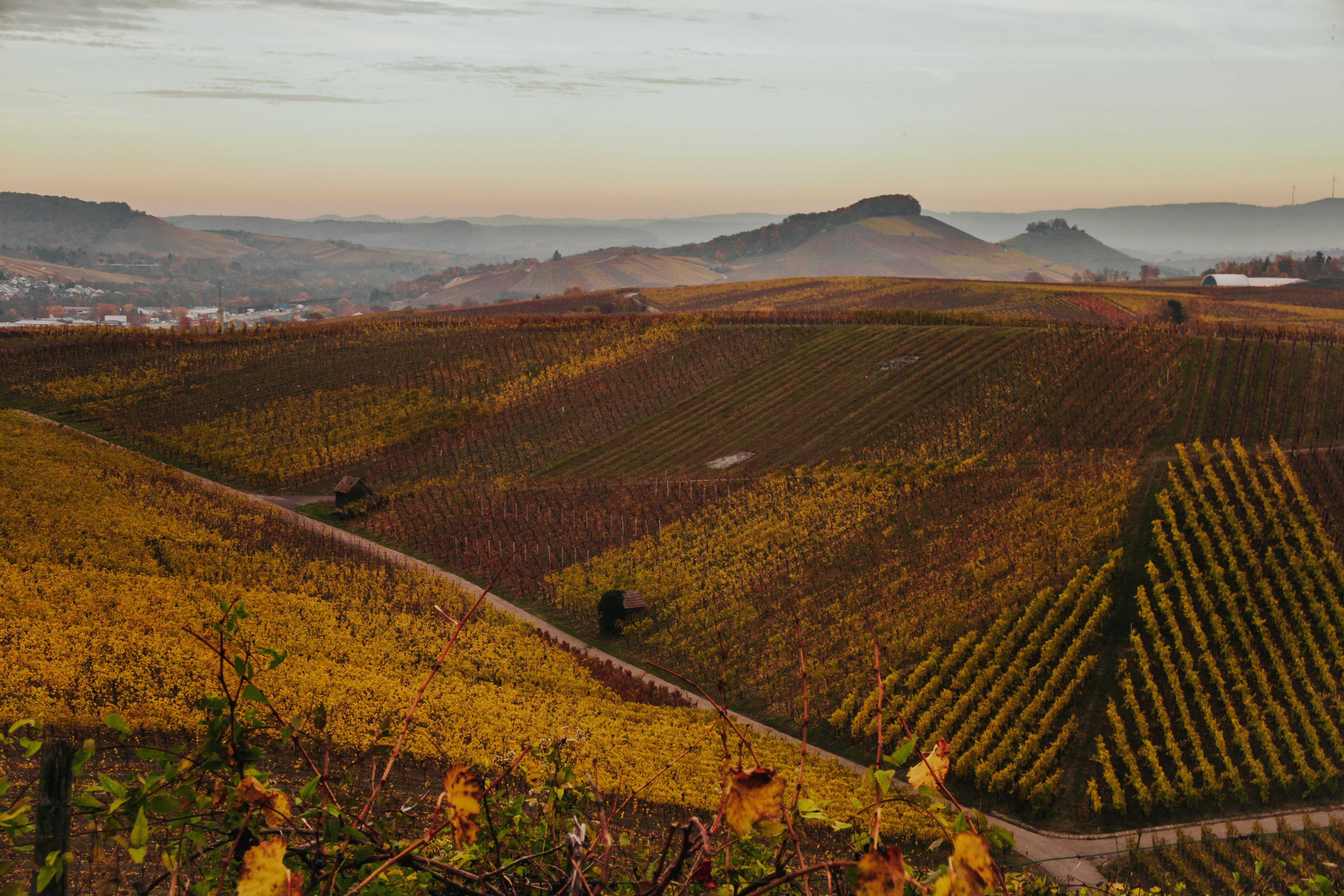 Foto zum Thema Ein großes Feld von Feldfrüchten – Kostenloses Bild zu ...