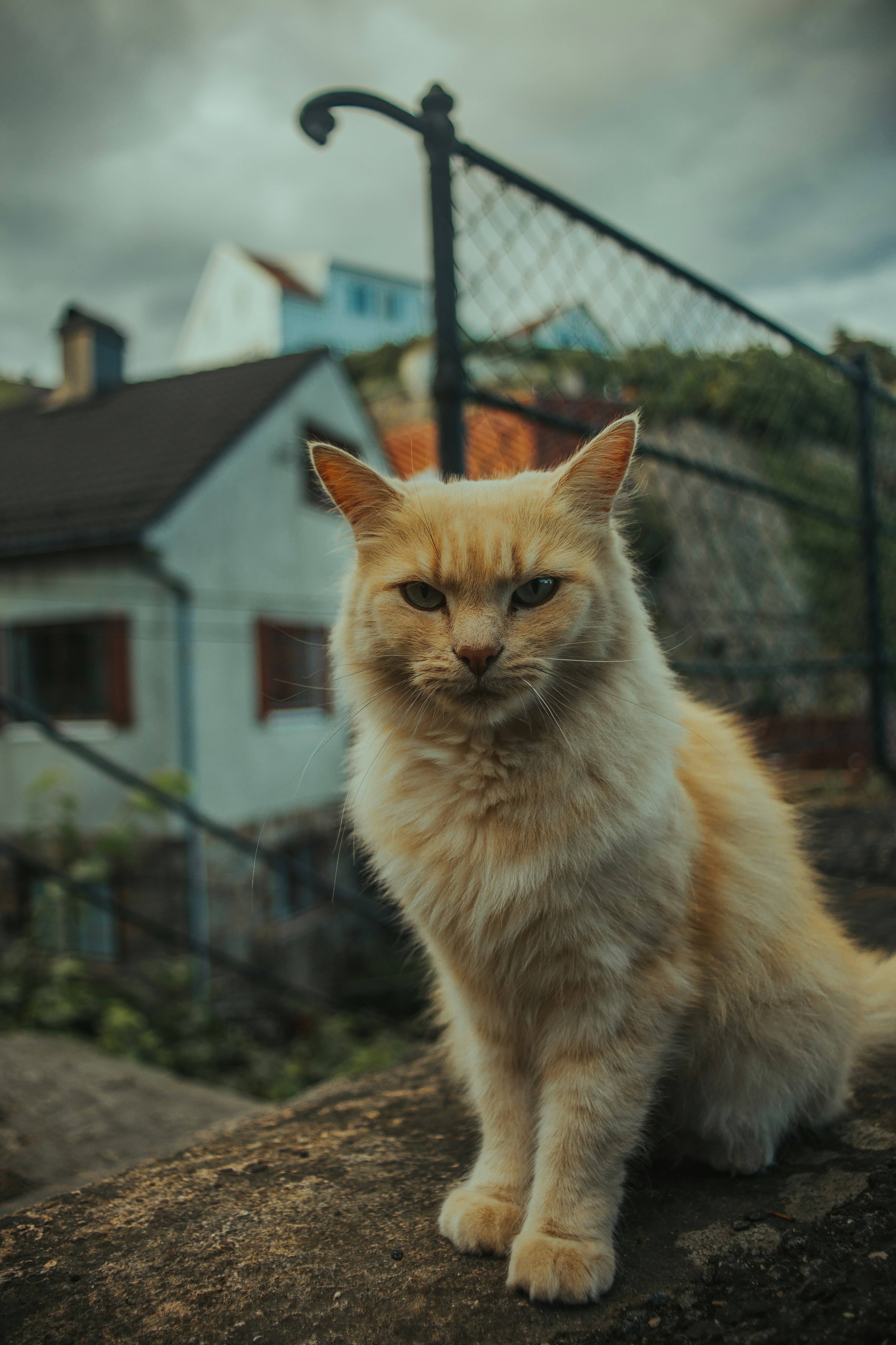 a cat standing on a rock