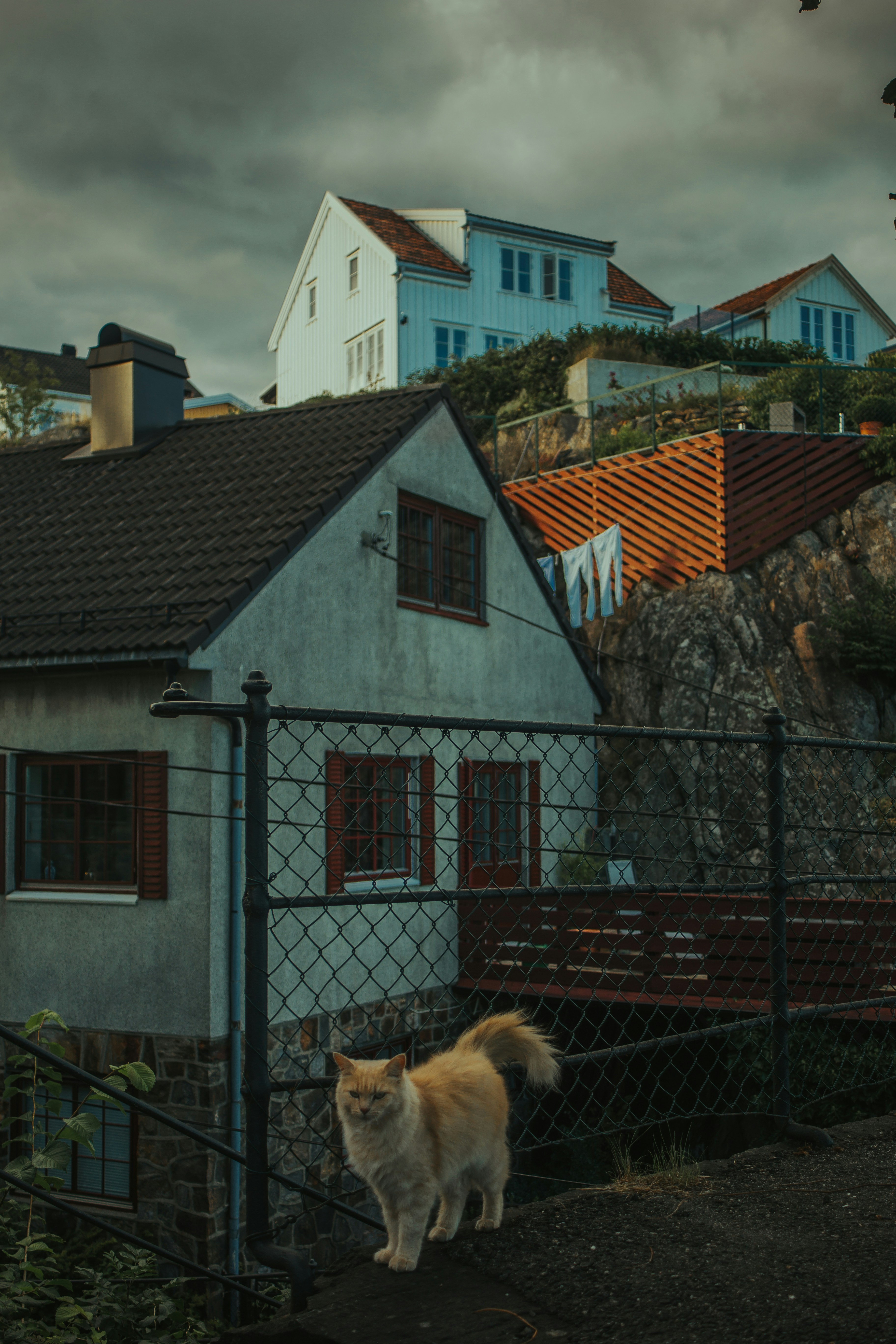 Whiskers Amidst Quaint Abodes