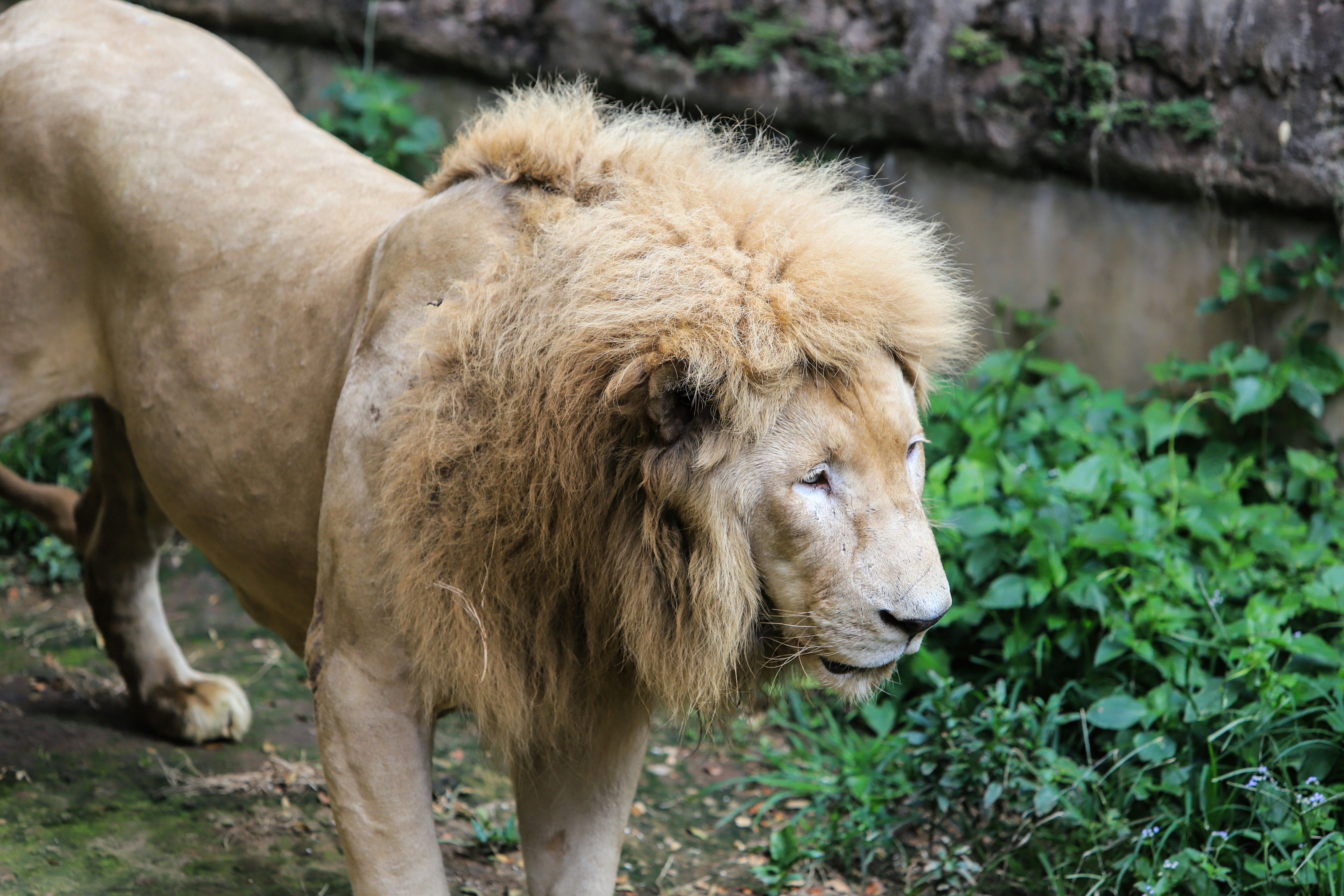 Foto Un león caminando en la naturaleza – Imagen León gratis en Unsplash