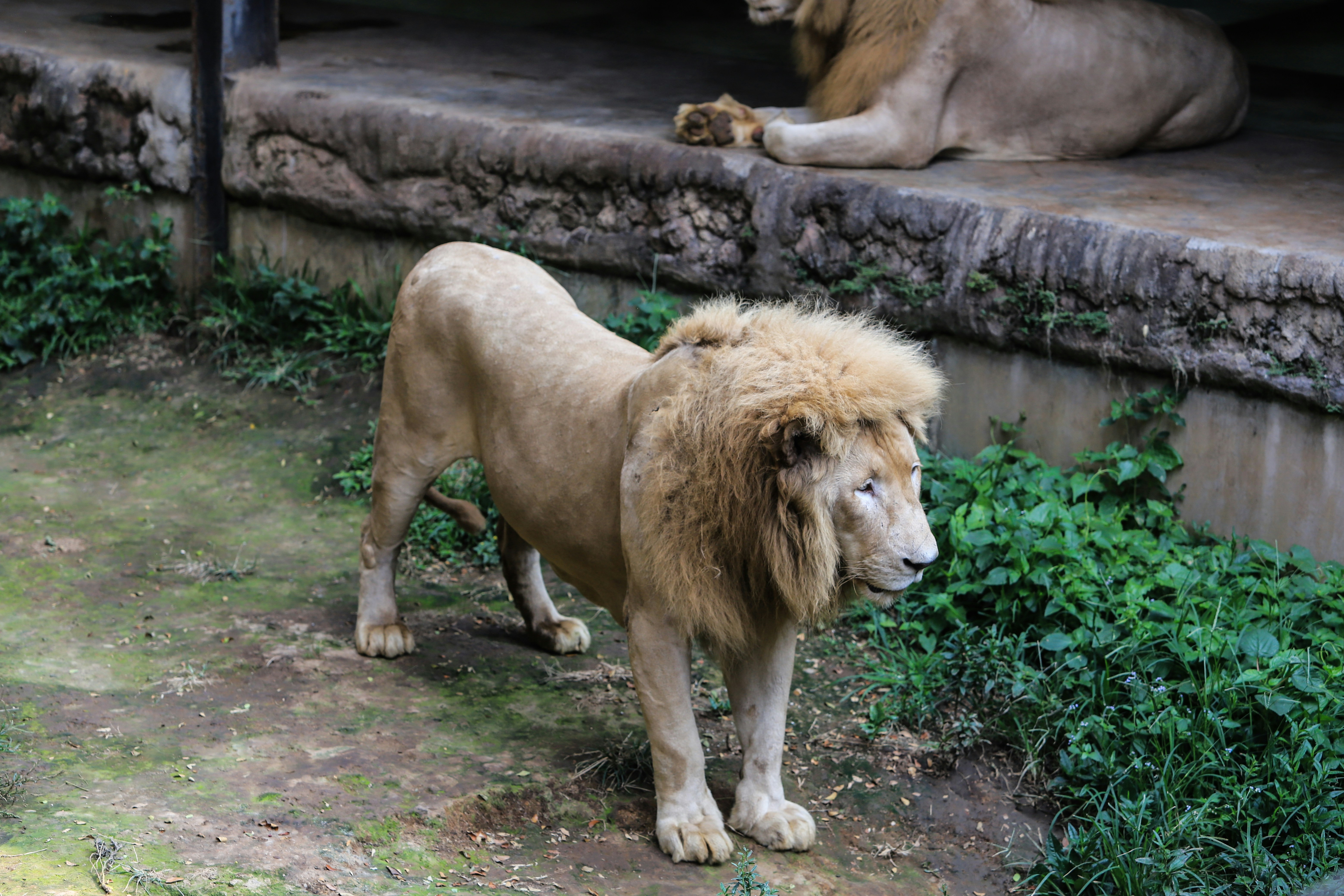 Lone Pride: An Aged Lion Stands Guard by a Mossy Terrace