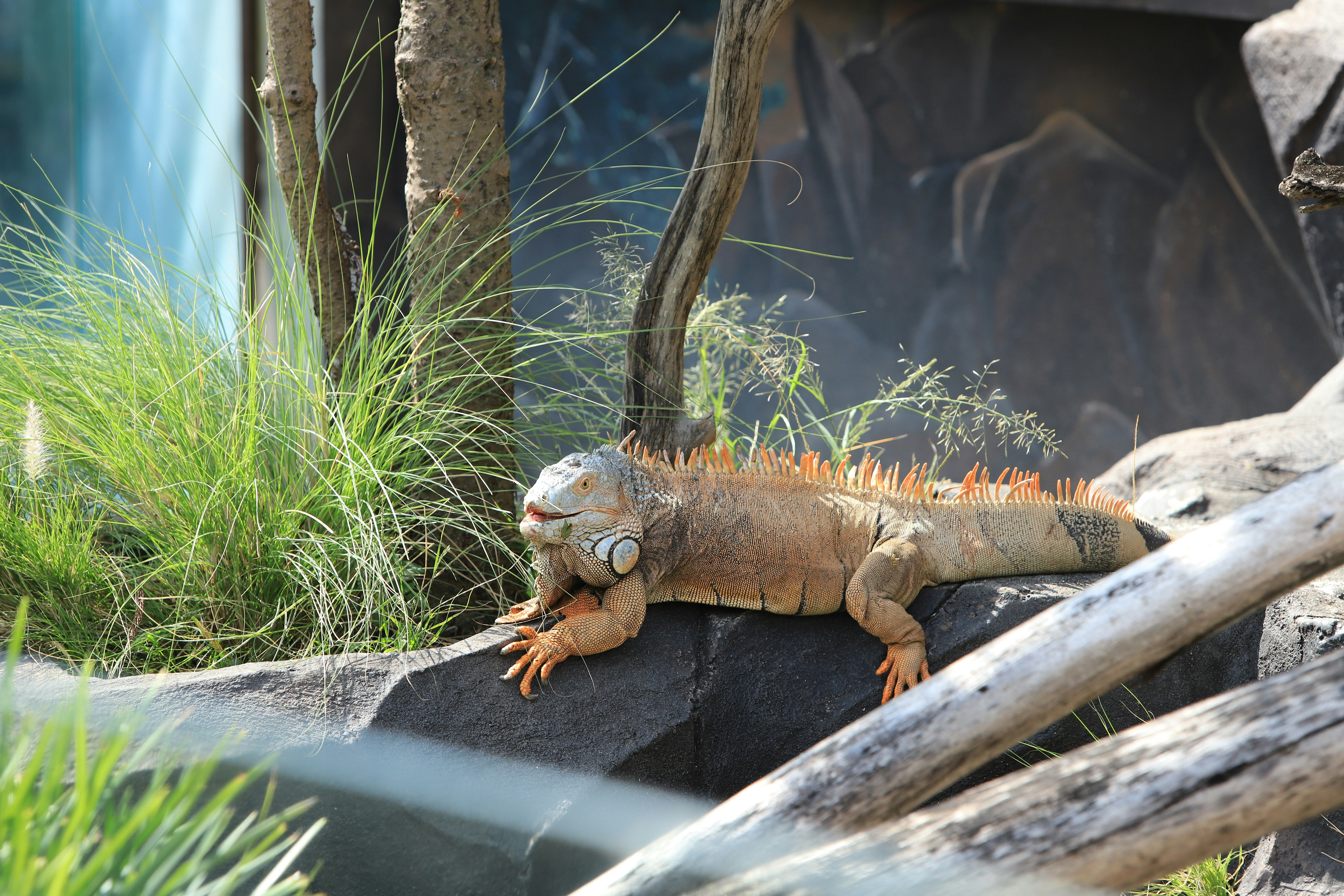 Yellow Iguana on a tree. Close up side view of giant orange reptile lizard with grass and stone as background.