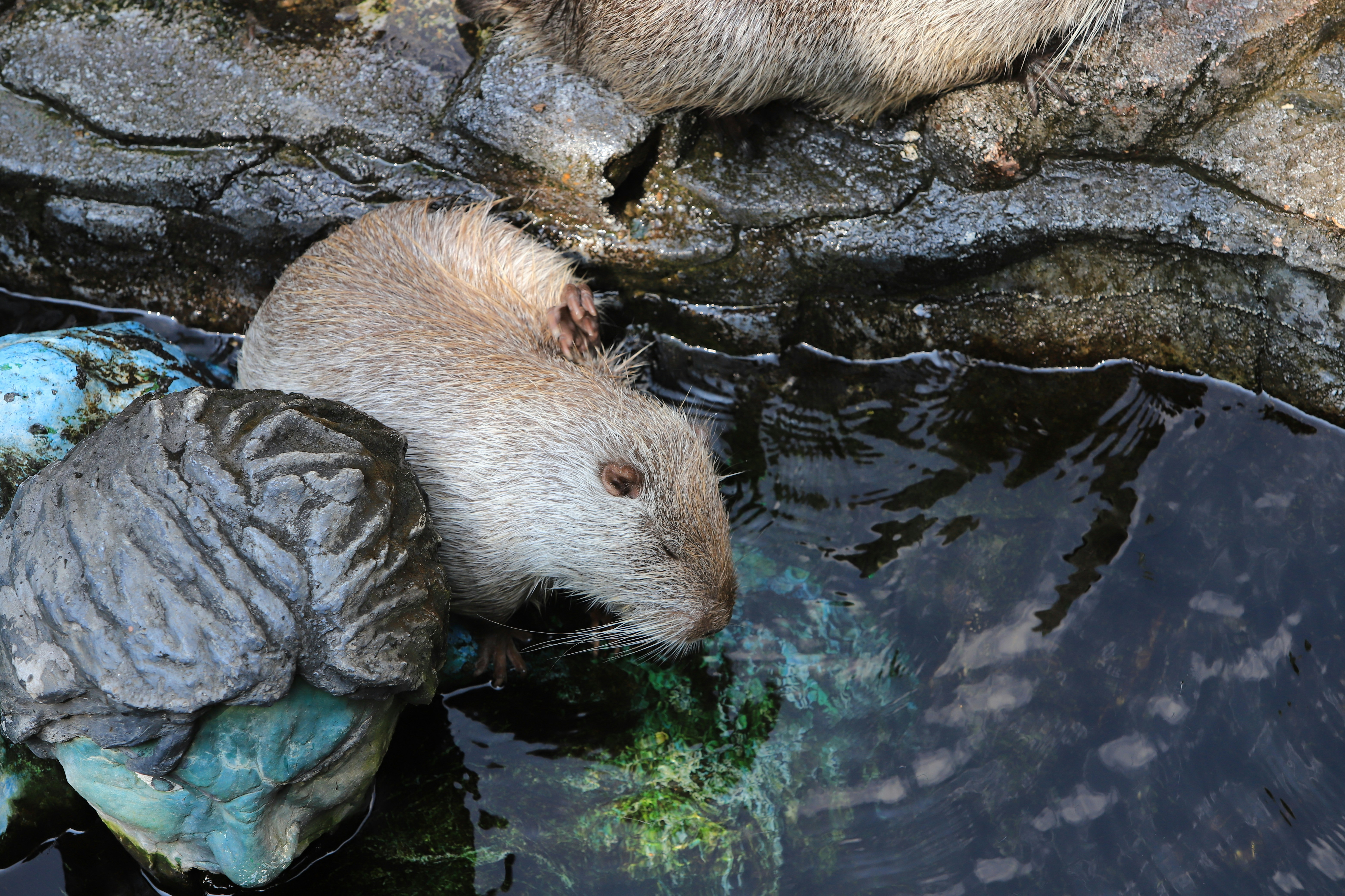 Close up and detailed picture of bonded beavers resting on a rock ledge.