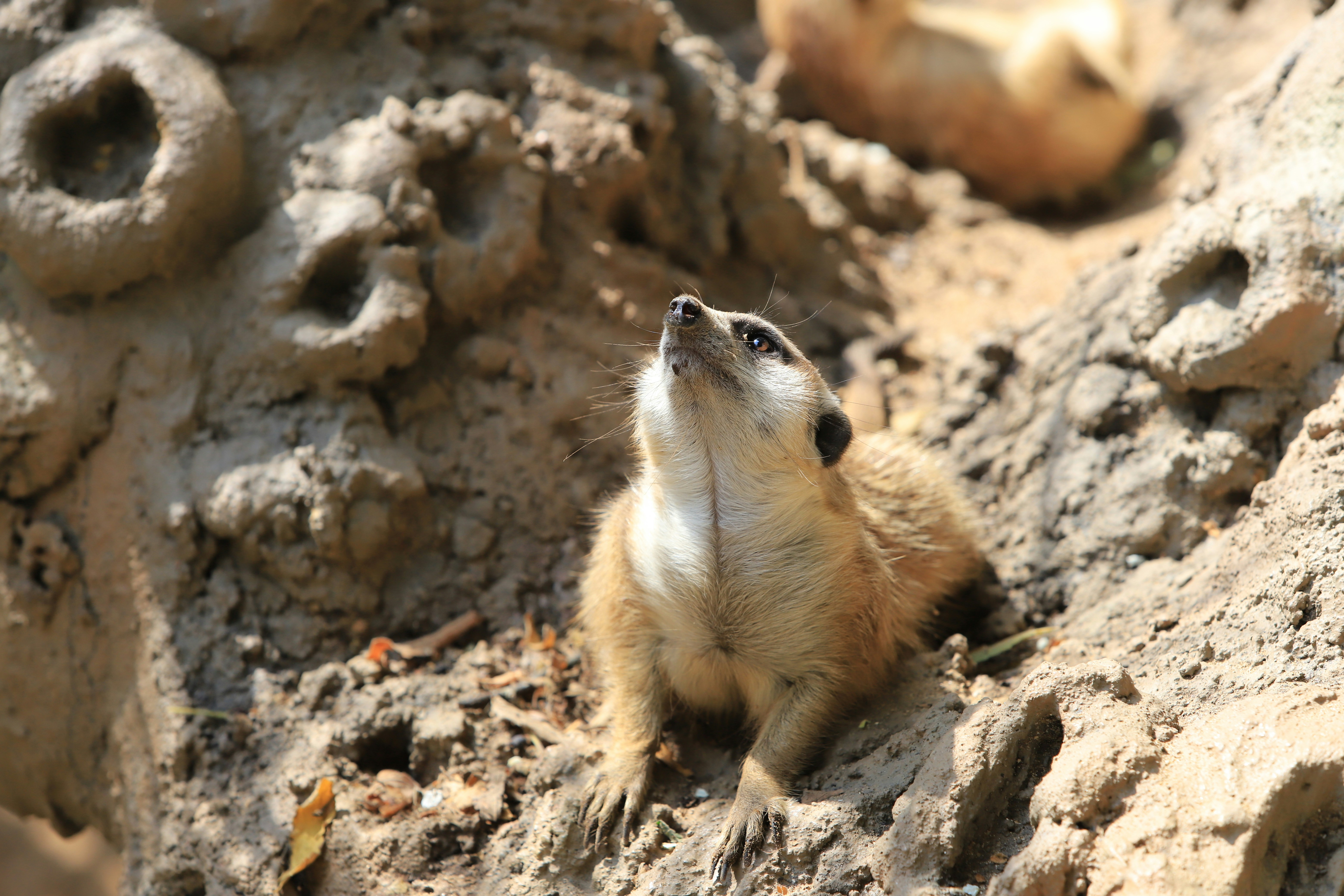 Meerkat, Suricata suricatta or suricate. Small mongoose from southern Africa. Cute meerkats playing on desert rocks